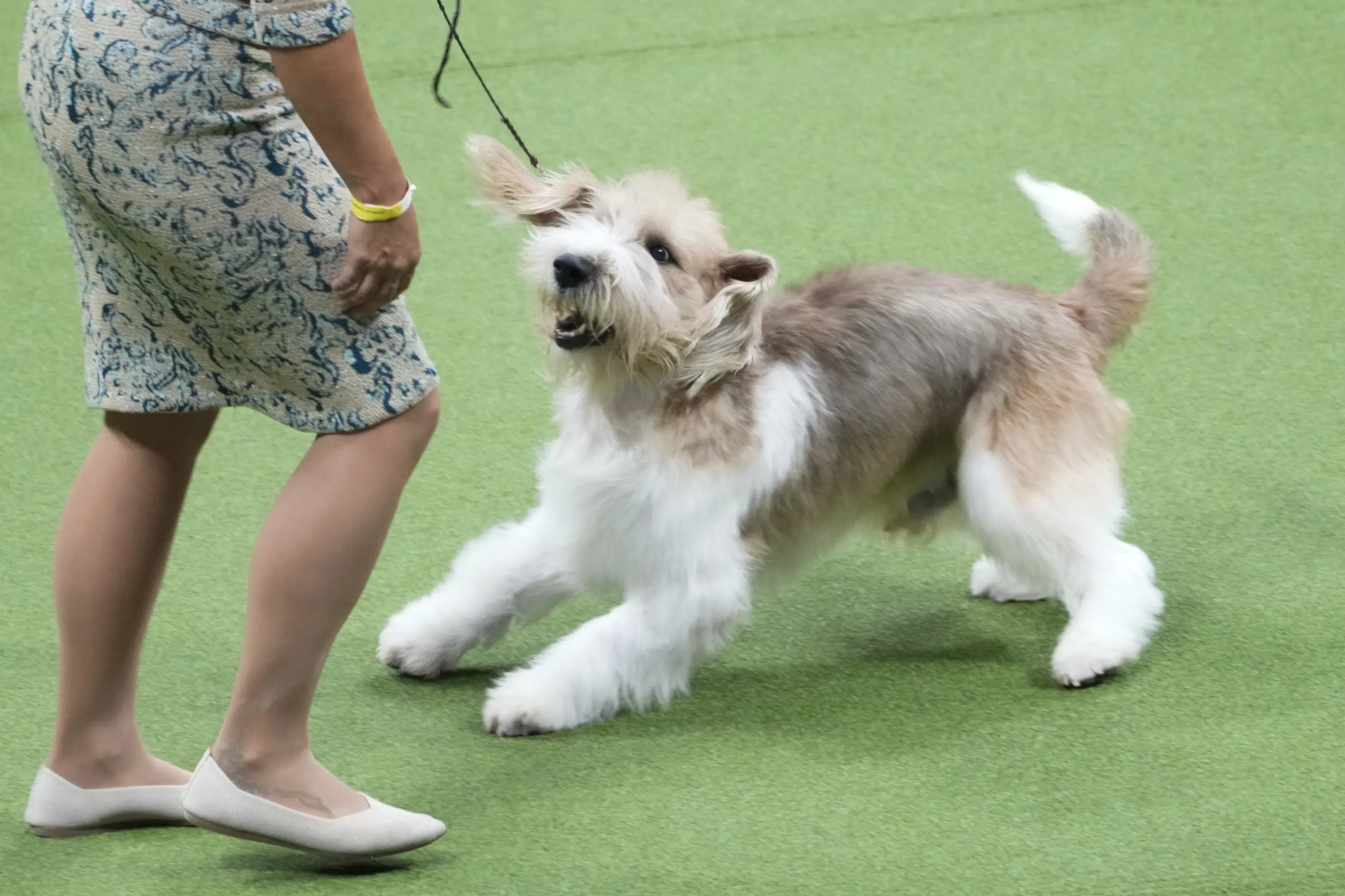 Peke, Frenchie, Aussie and, yes, PBGV make dog show finals - TrendRadars US
