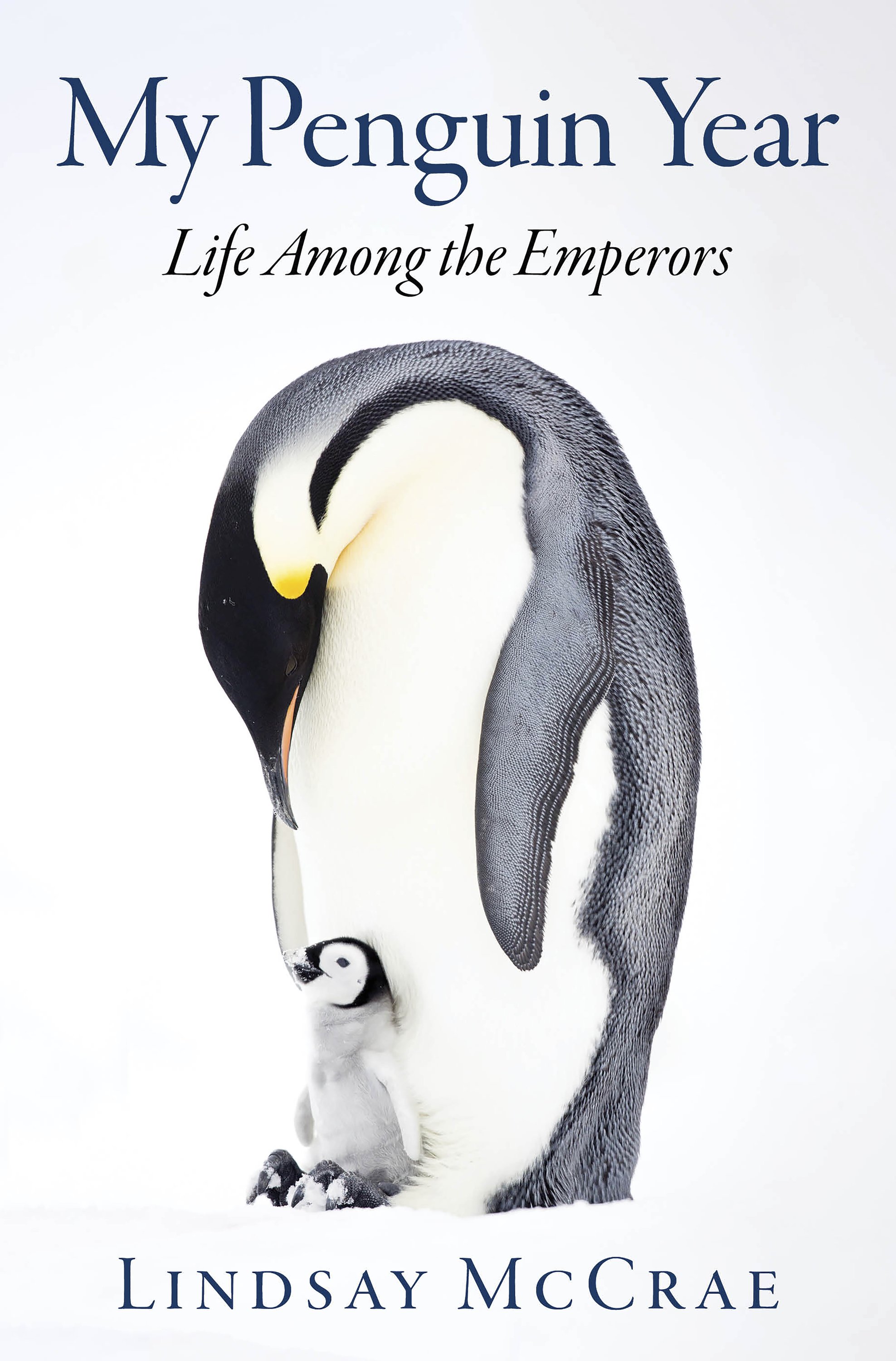 'My Penguin Year' works best as companion to nature series | AP News
