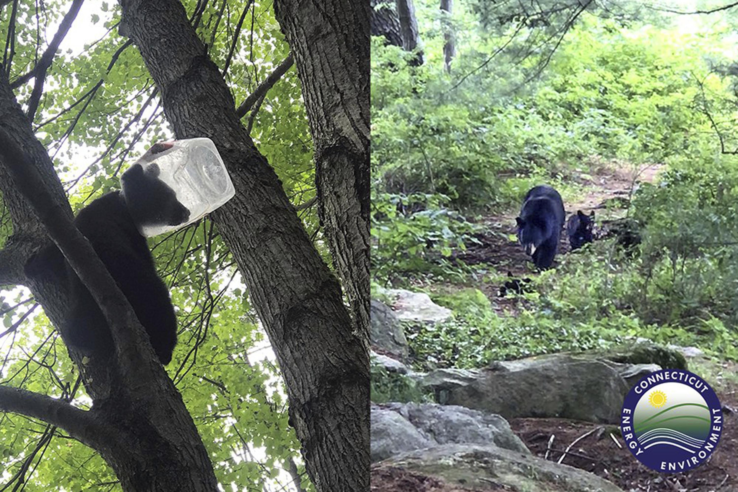 Bear cub rescued after getting head stuck in plastic jug | AP News