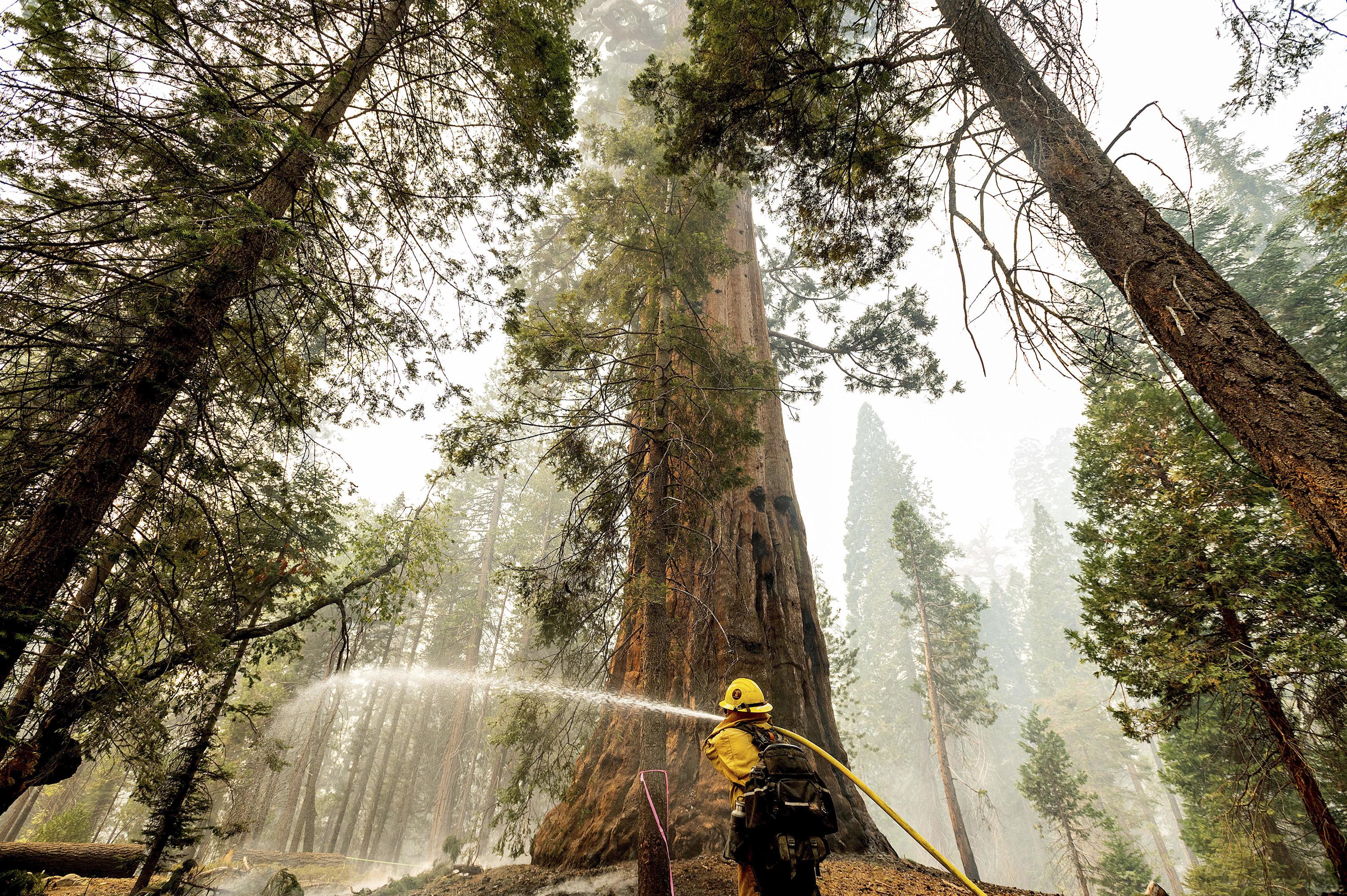 Sequoia National Park's Giant Forest unscathed by wildfire | AP News