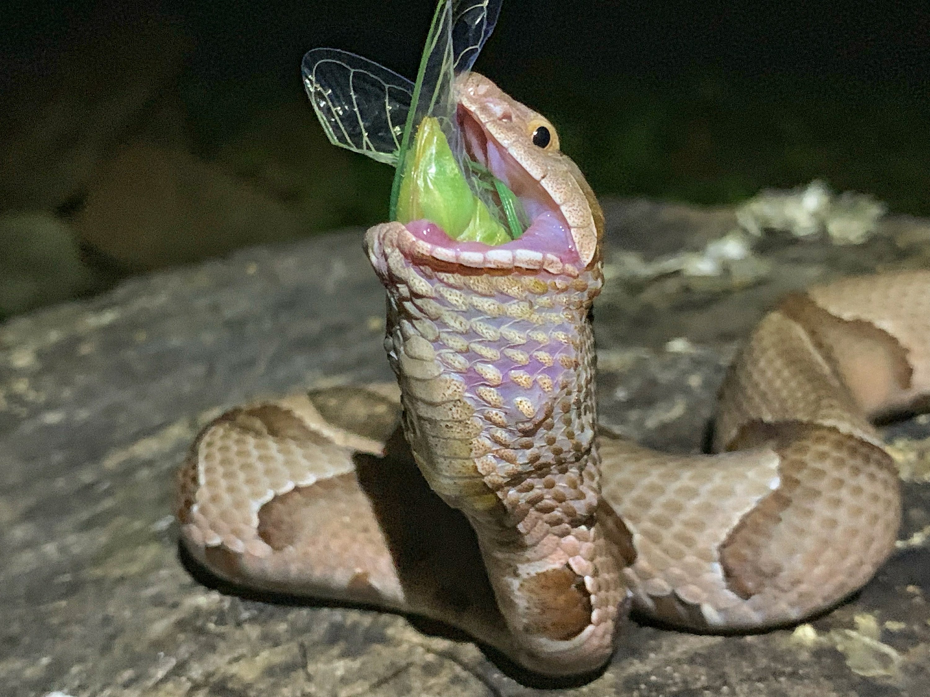 Gulp! Arkansas photographer snaps images of snake eating bug | AP News