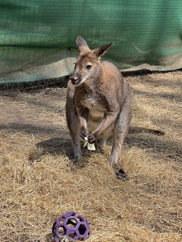 Missing wallaby found hiding in bush near zoo exhibit | AP News