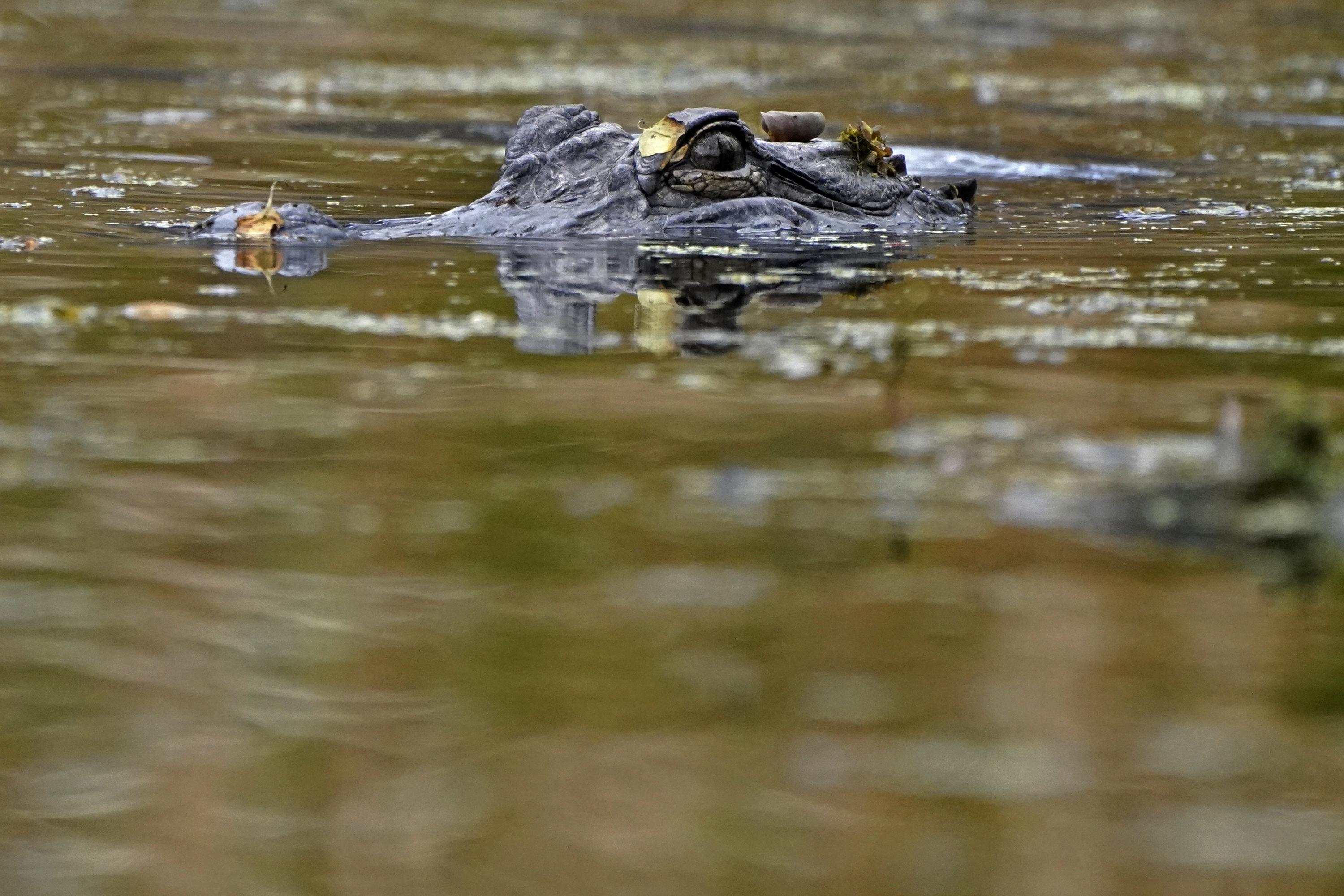 Louisiana gators thrive, so farmers' return quota may drop | AP News