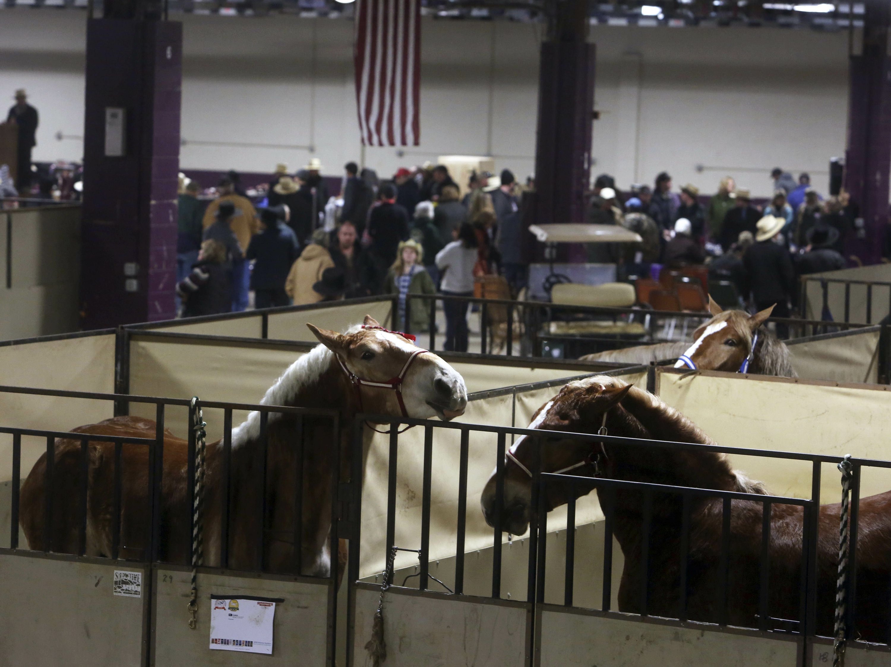 The Amish buy and sell their draft and harness horses | AP News