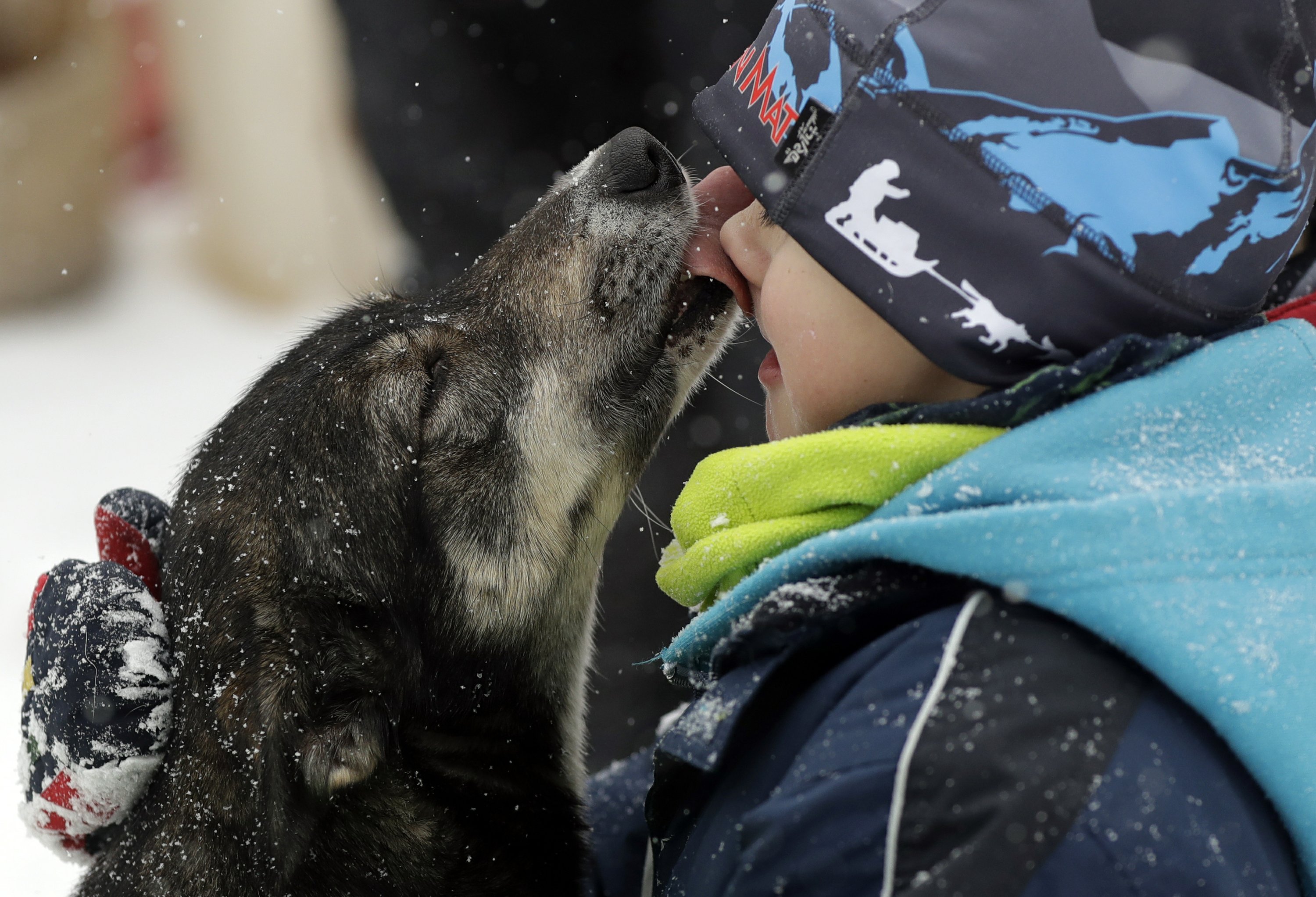 PHOTOS: Czech Republic dogs melting hearts, mushing in snow | AP News