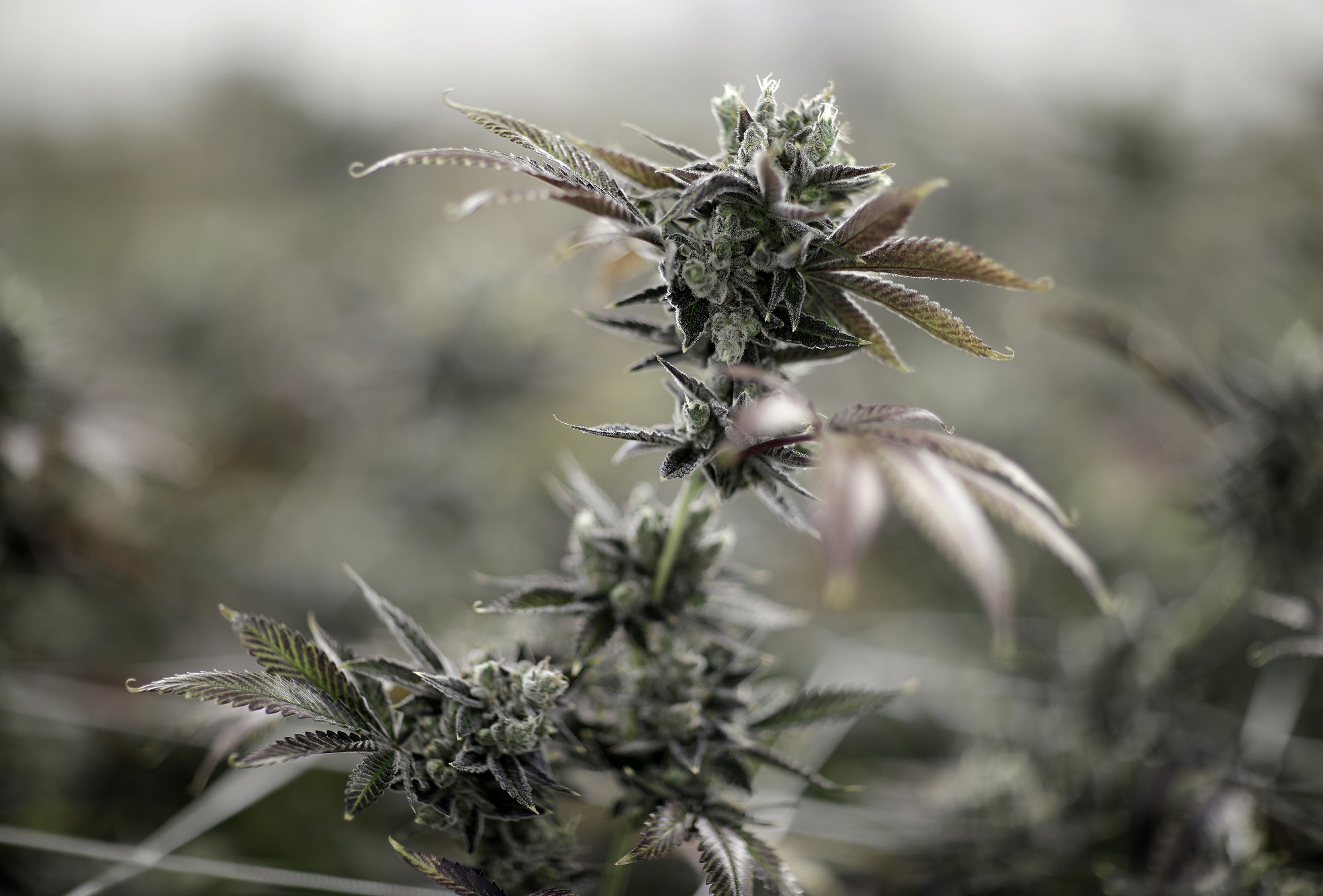 Pew warns Michigan: Legal pot an uncertain revenue source