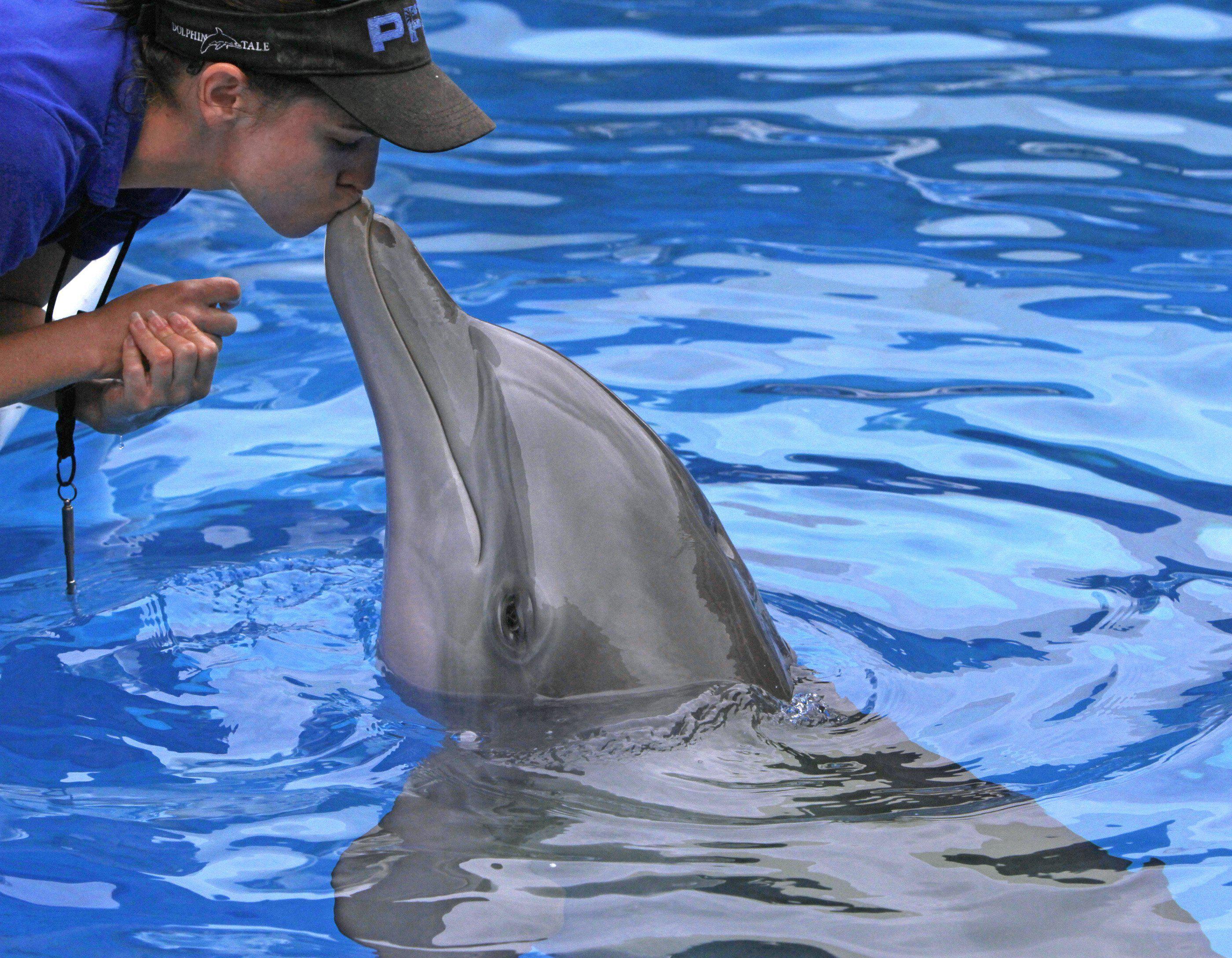 Remembrance set at Florida aquarium for 'Dolphin Tale' star | AP News