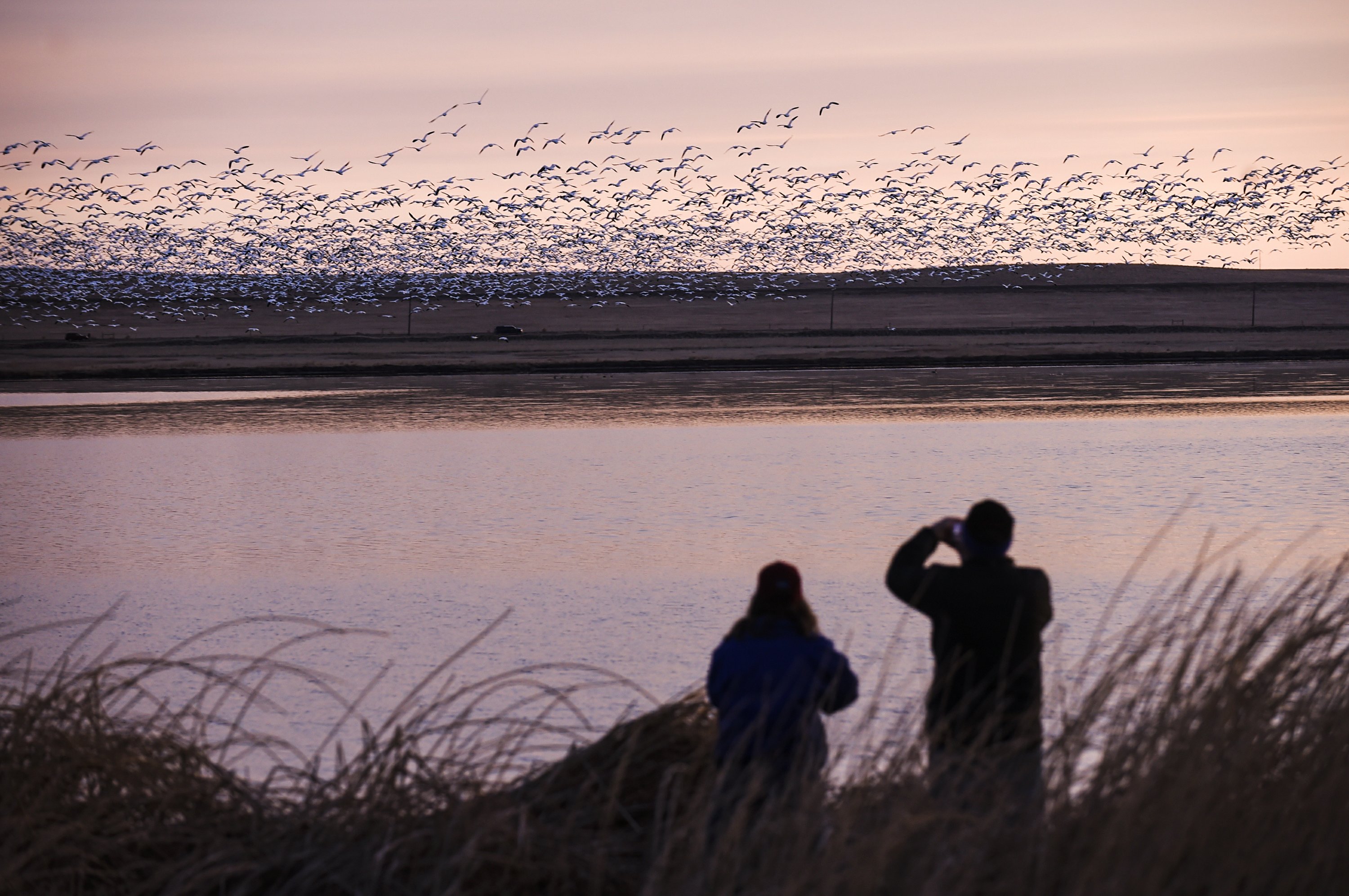 Montana's spring bird migration is on, but celebration off | AP News
