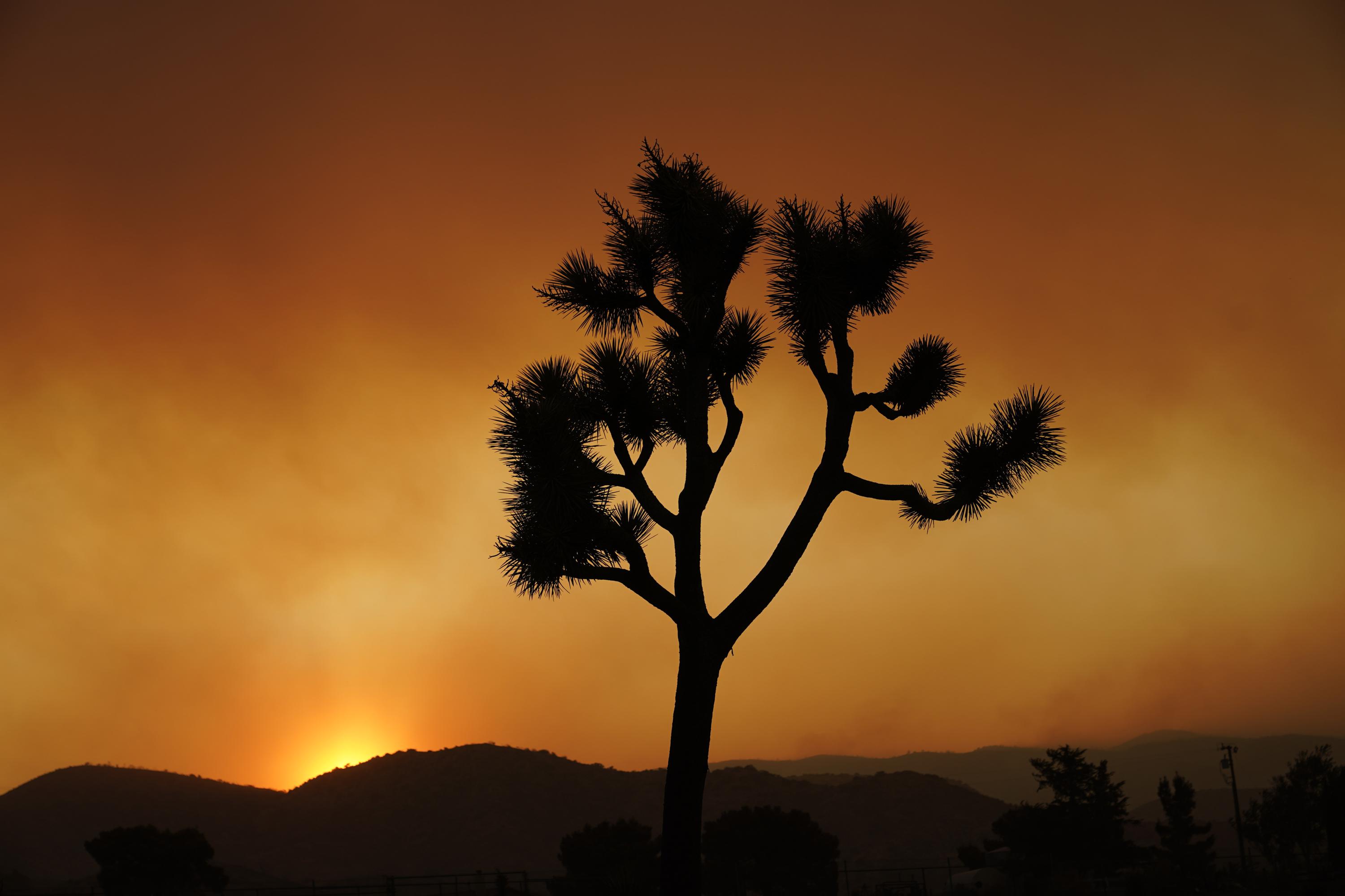 California delays decision to list Joshua tree as threatened | AP News