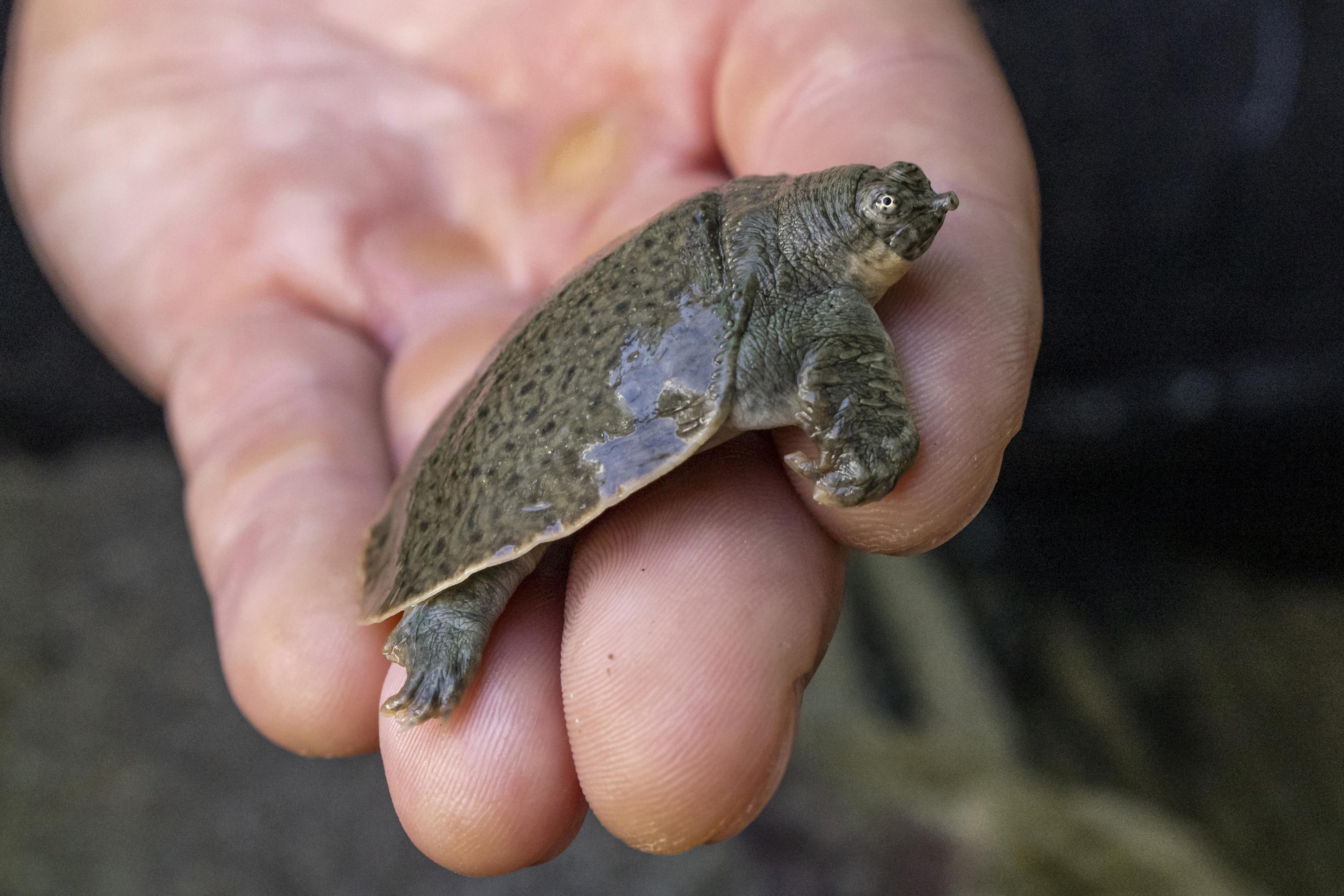 San Diego Zoo welcomes 41 endangered turtle hatchlings | AP News