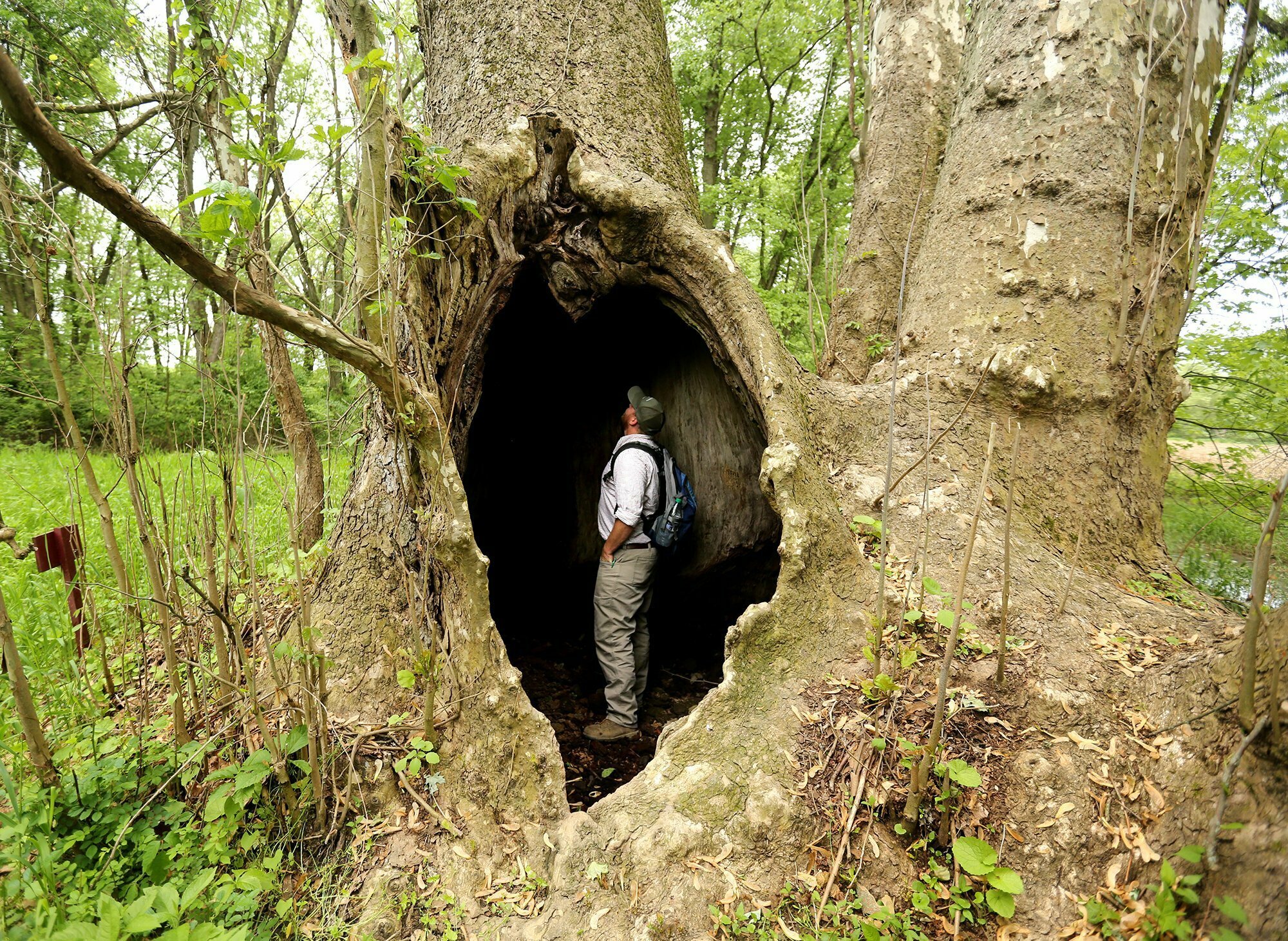 Majestic Giant Sycamore Is Ohio s Biggest Recorded Tree AP News