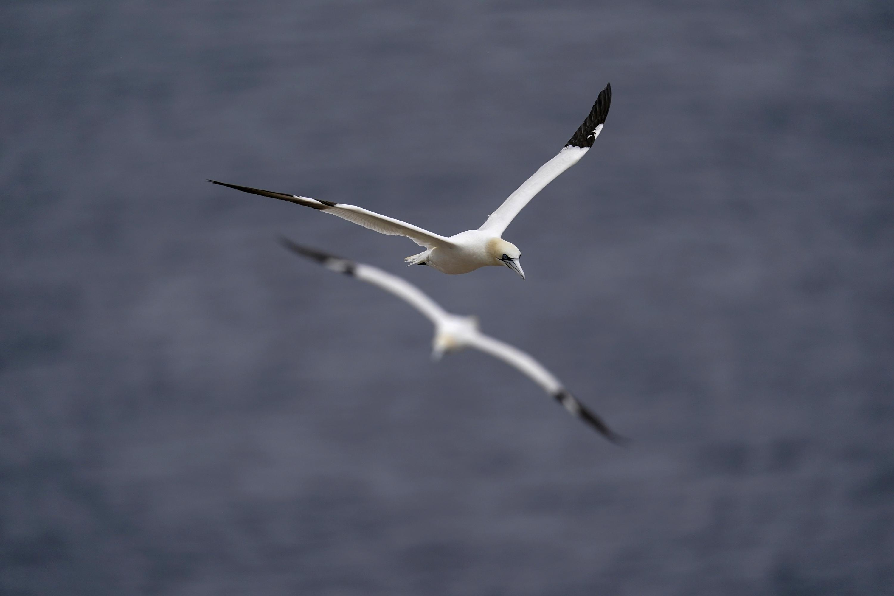 Faithful mates, hot tempers form primal life for gannets | AP News