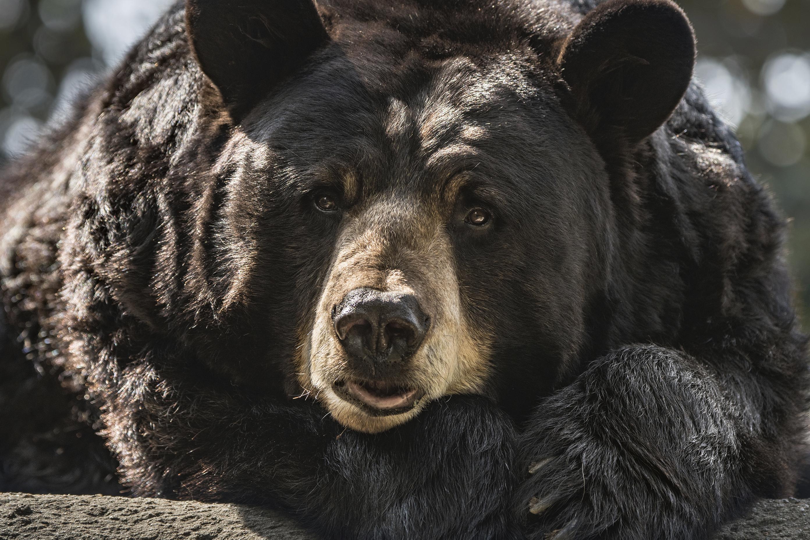 25-year-old black bear dies at Los Angeles Zoo | AP News