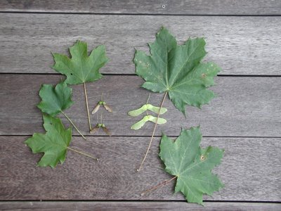 Sugar Maple Leaf Vs Red Maple Leaf