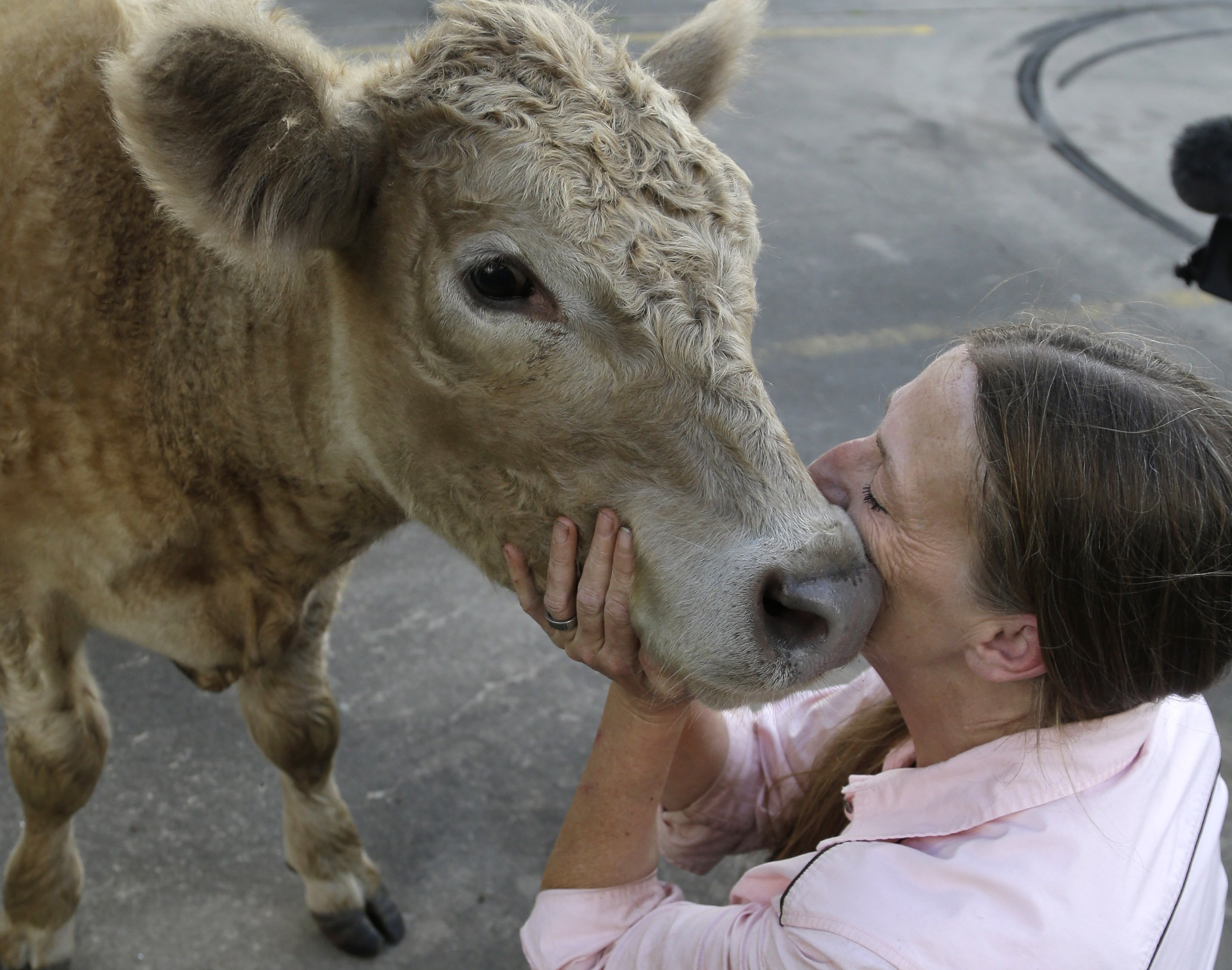 Rescued calf gets new high-tech prosthetics | AP News