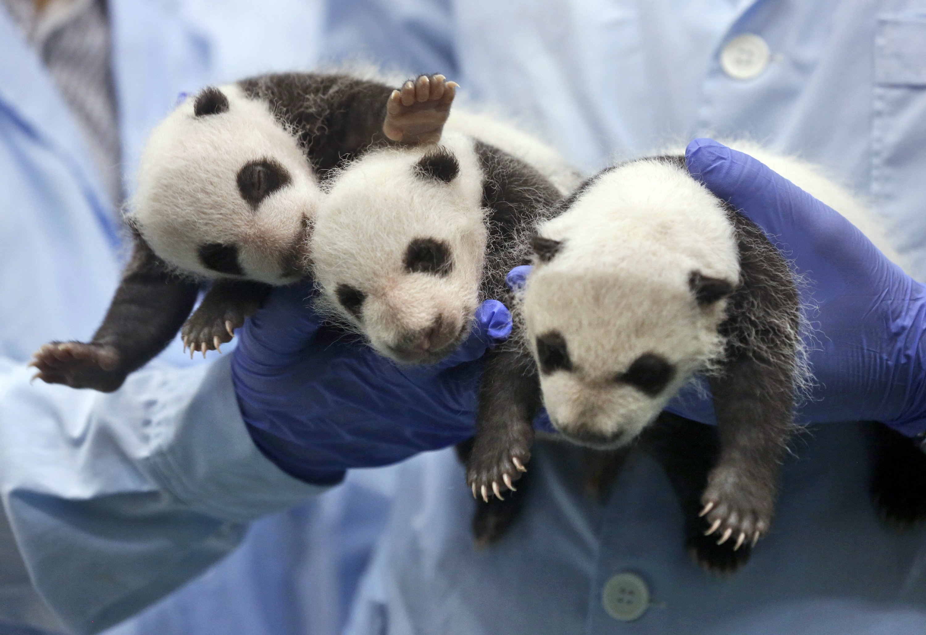 Image of Asia: A healthy trio of panda cubs | AP News