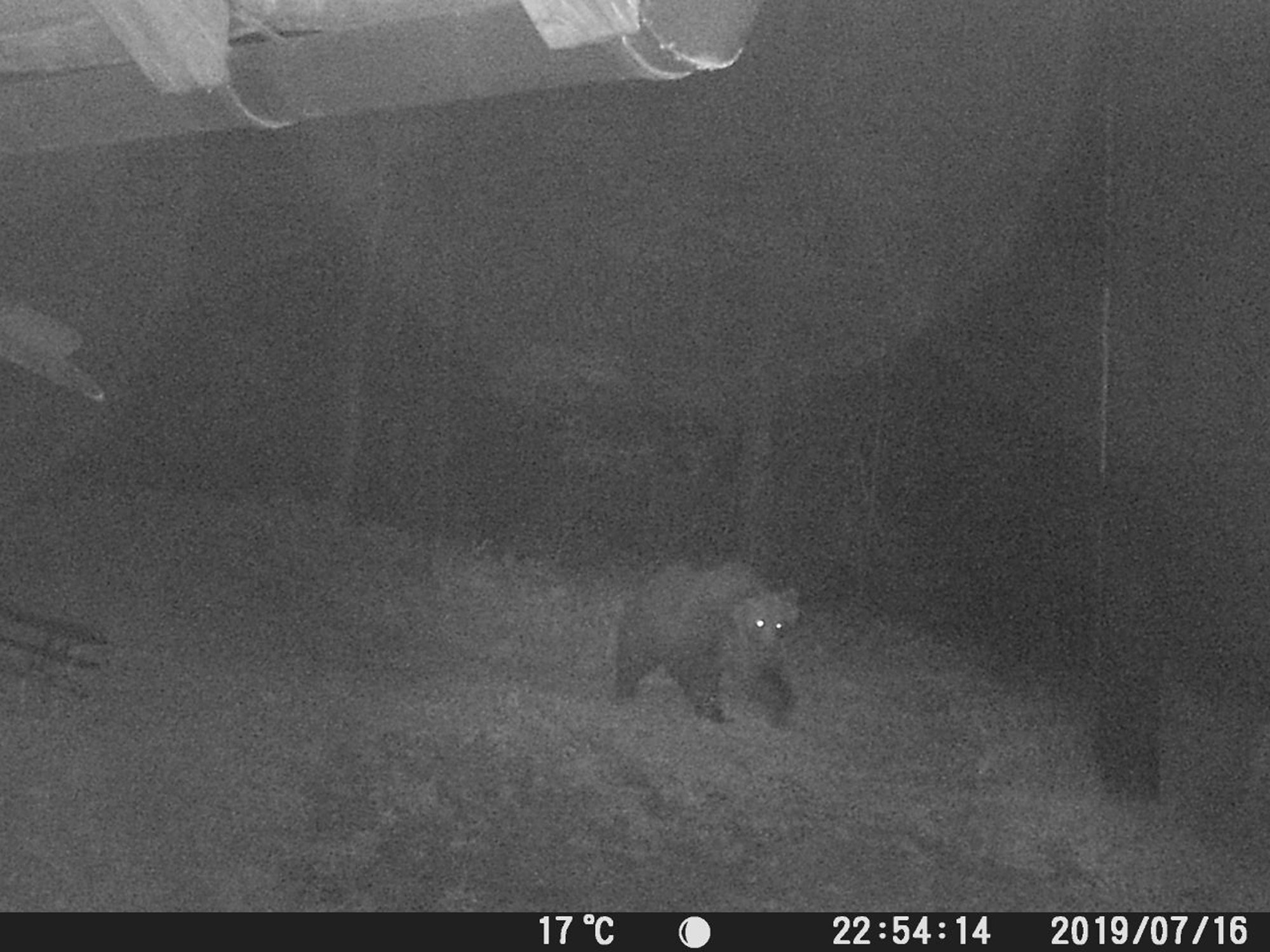 Fans in Italy root for clever brown bear to elude captivity | AP News