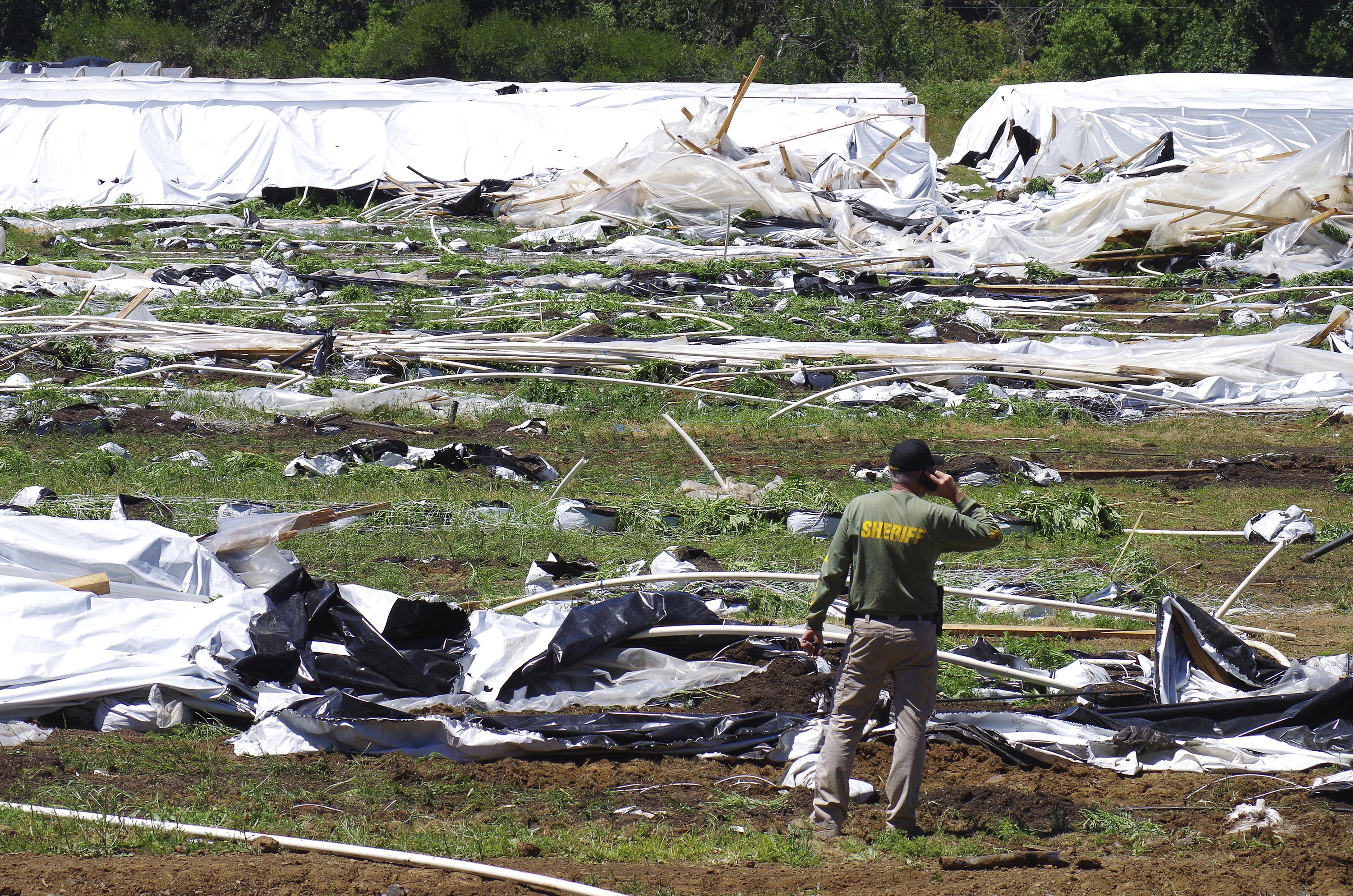 Migrant Oregon weed workers face threats amid illegal boom | AP News