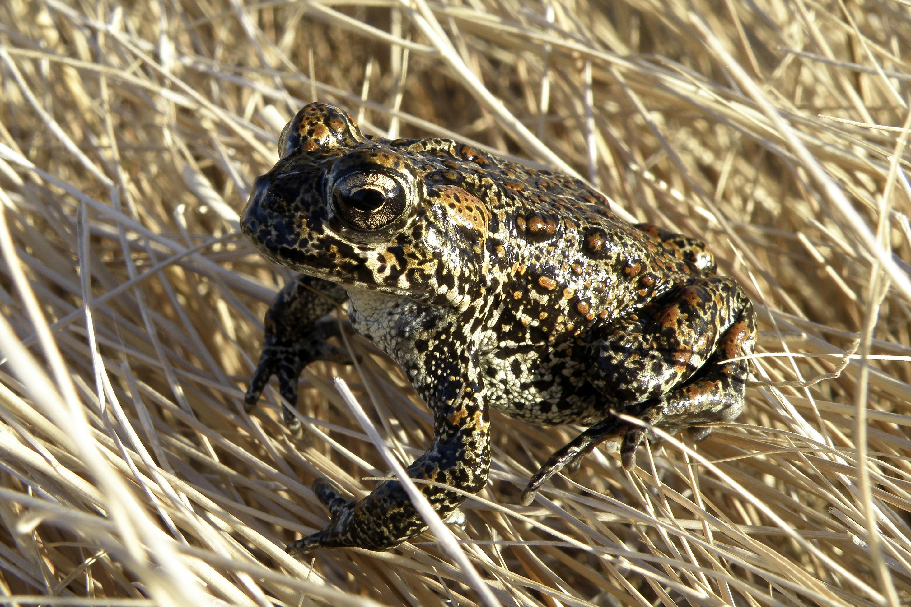 Nevada toad declared endangered at site of geothermal plant | AP News