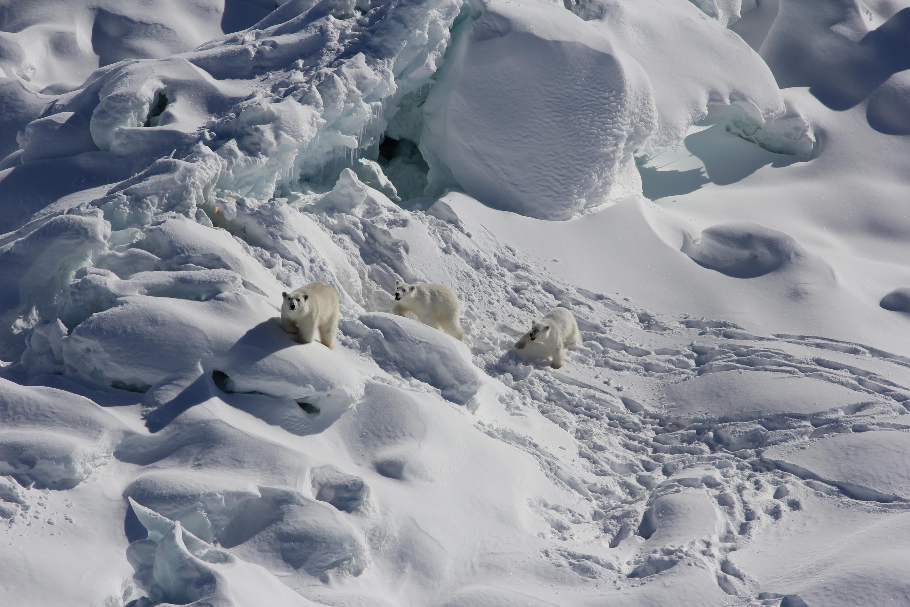 Shaky oasis for some polar bears found, but not for species | AP News