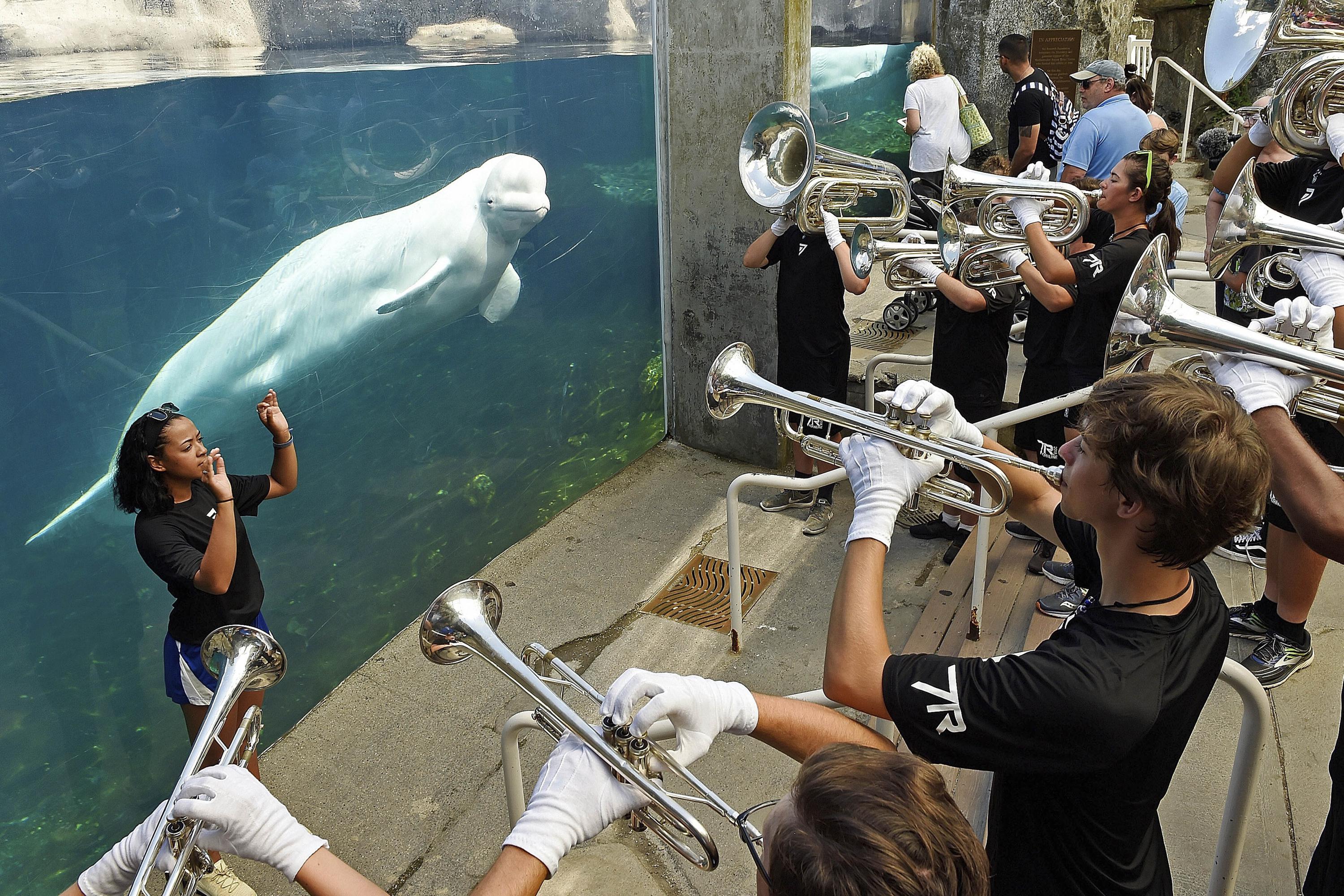 Mystic Aquarium getting 5 Beluga whales from Canada | AP News