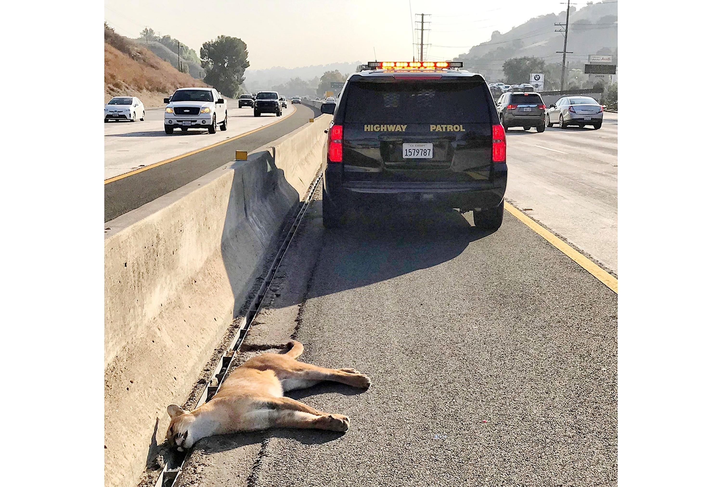 California roadkill report names deadliest highways, costs | AP News