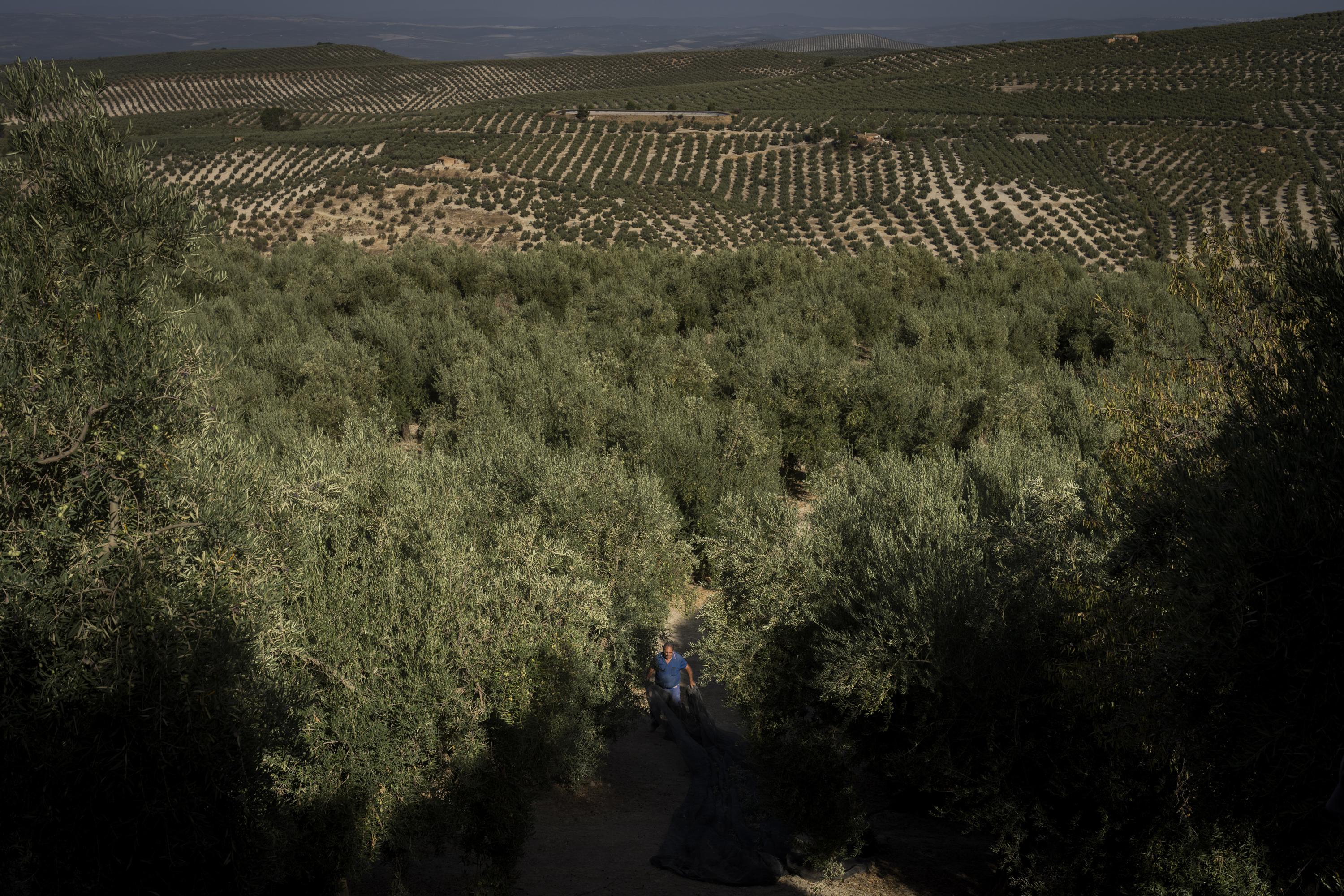 Drought tests resilience of Spain's olive groves and farmers | AP News