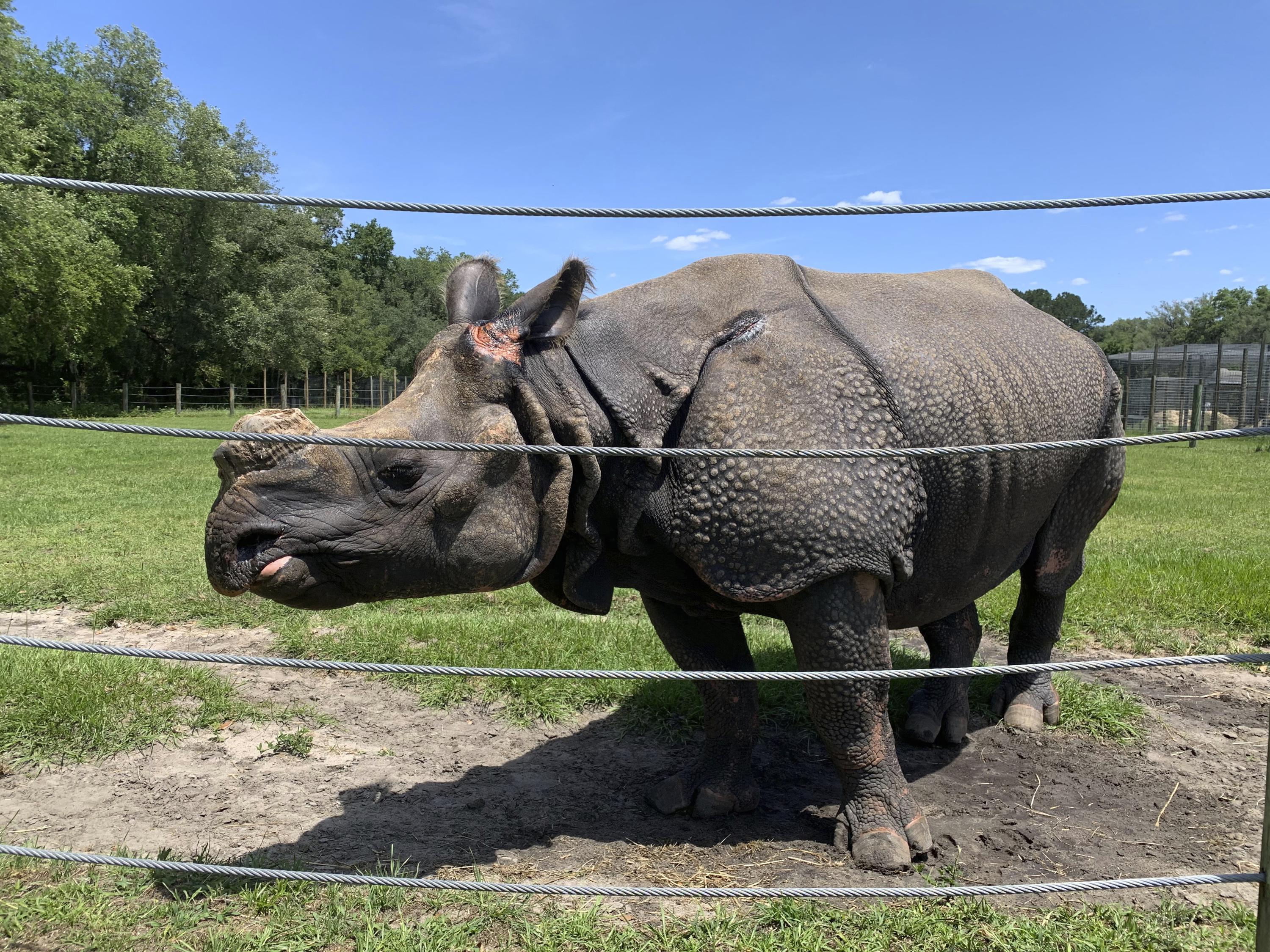 Oldest captive rhino celebrates birthday at wildlife rescue | AP News