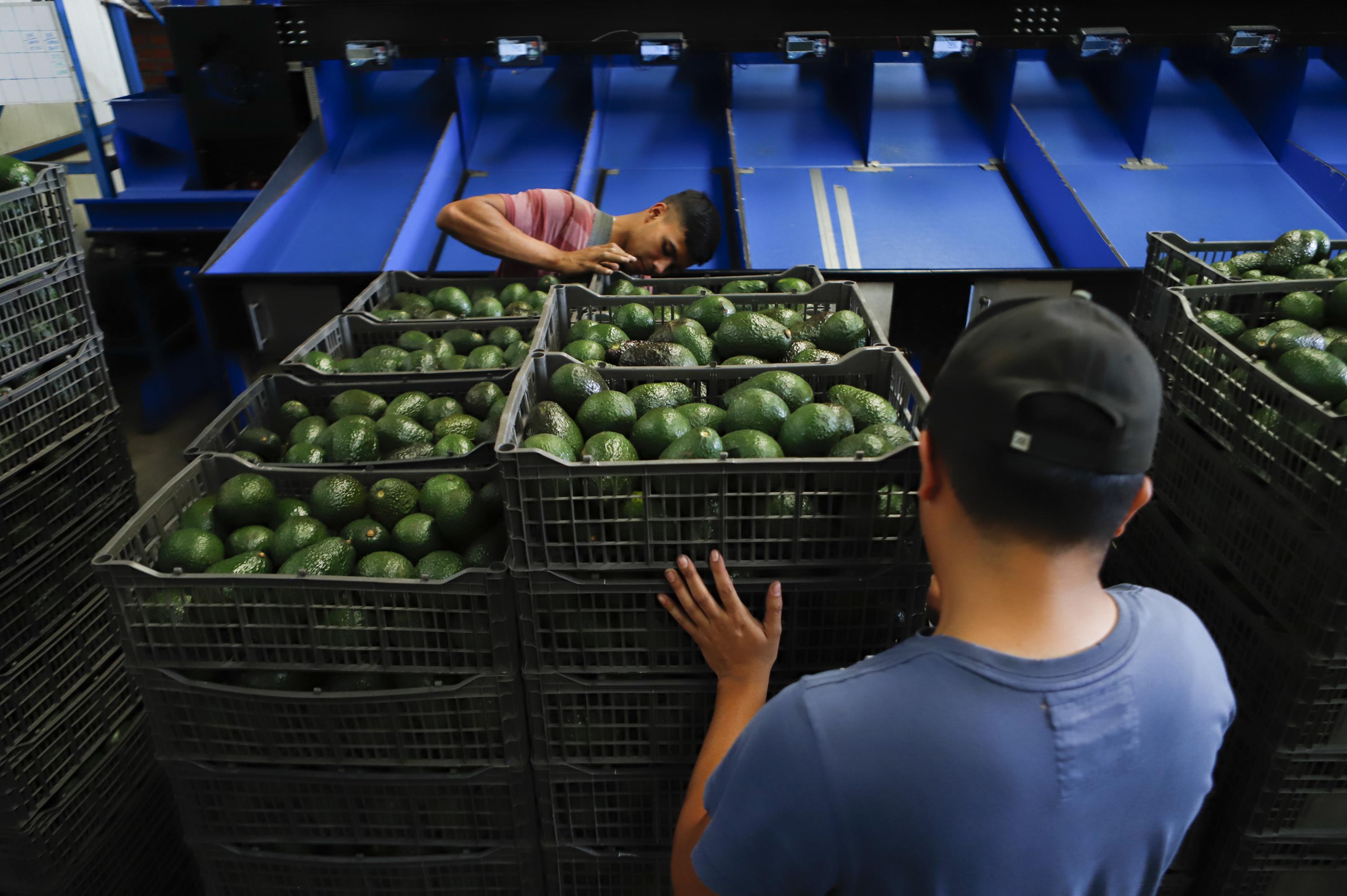 Experts see avocado price rise, damage to Mexican producers | AP News