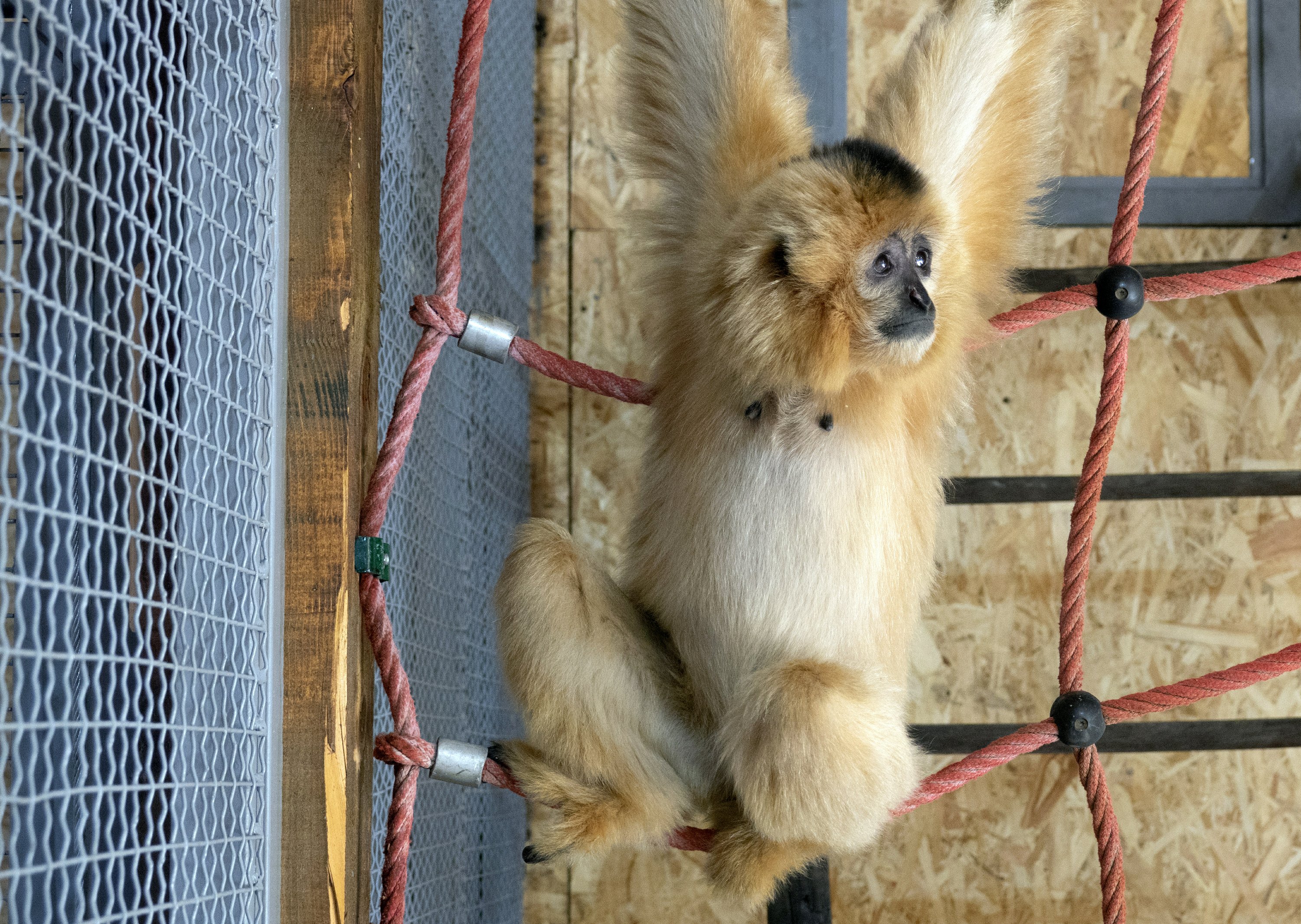 Pair of endangered gibbons finds a new home in Sarajevo zoo | AP News