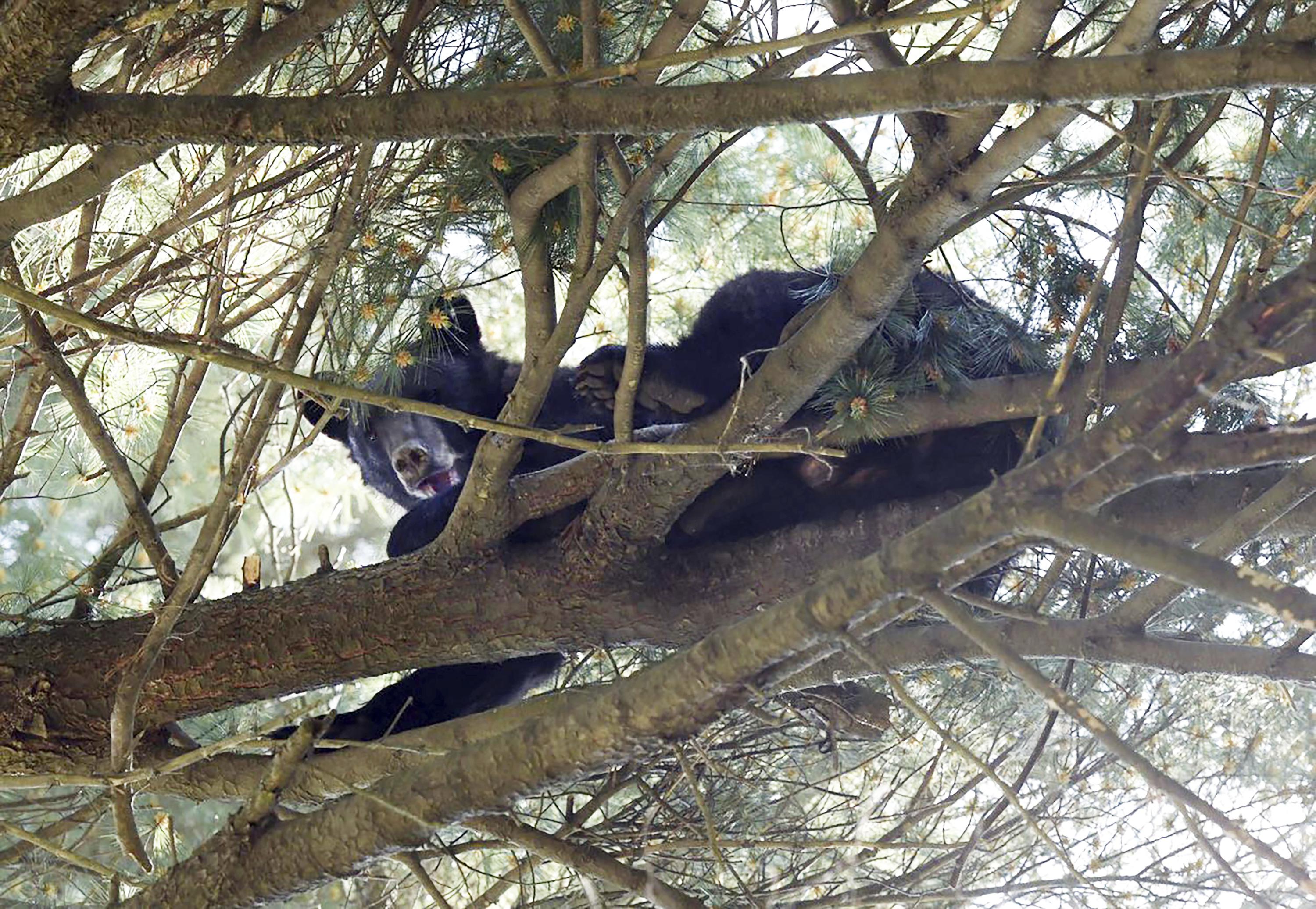 Bear removed from tree in Albany, heading back to woods | AP News