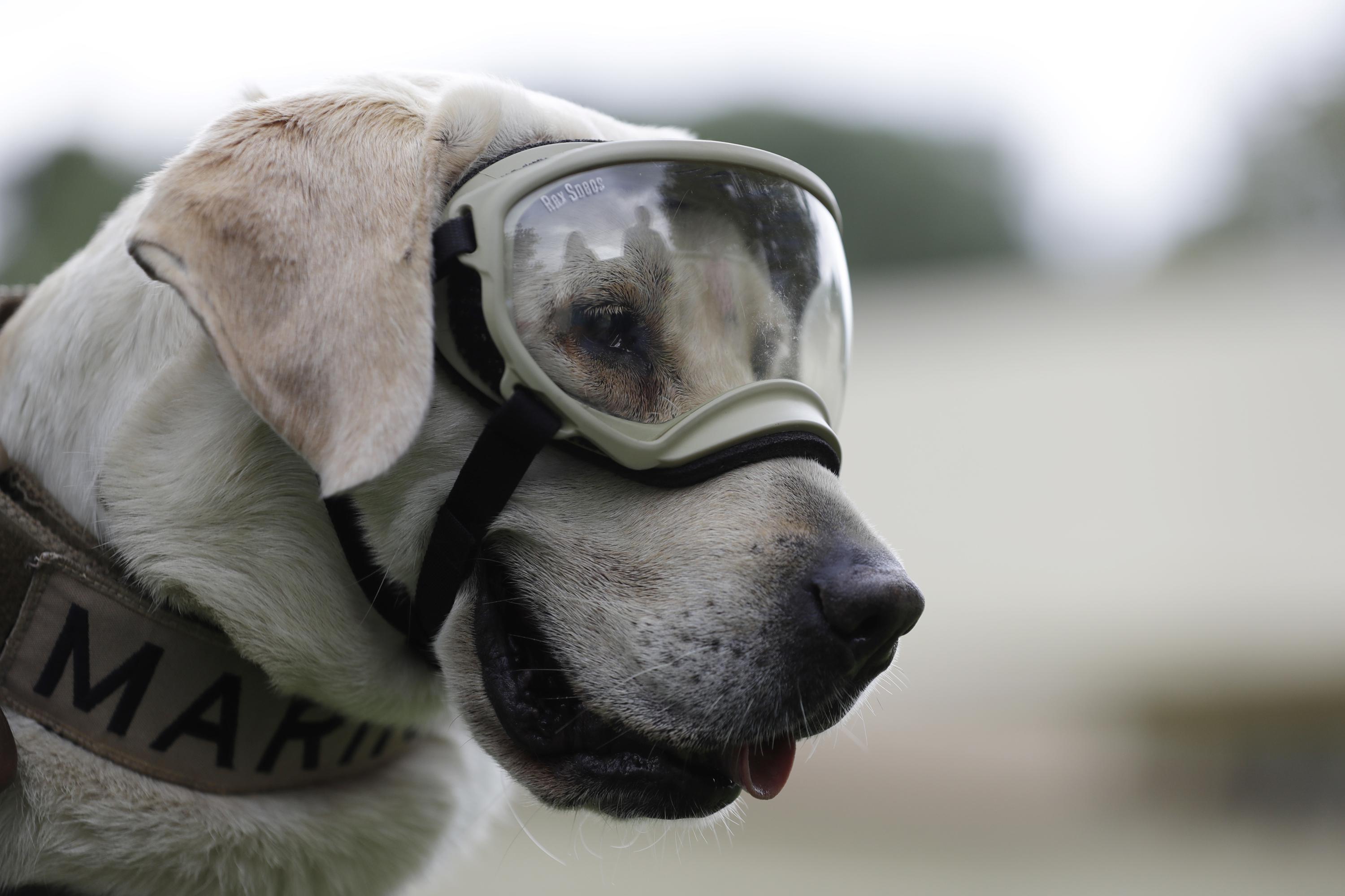 Famous Mexican search and rescue dog Frida dies | AP News