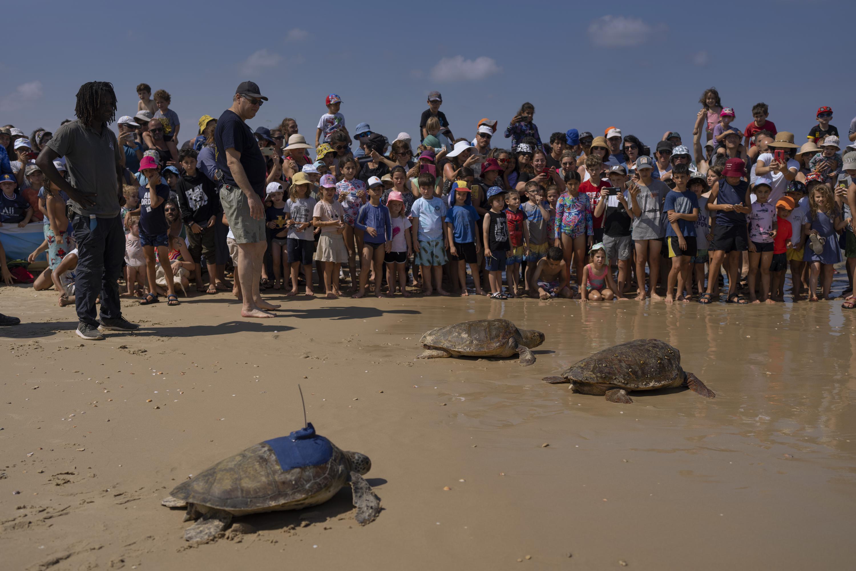 Rescued sea turtles in Israel released back to the wild | AP News