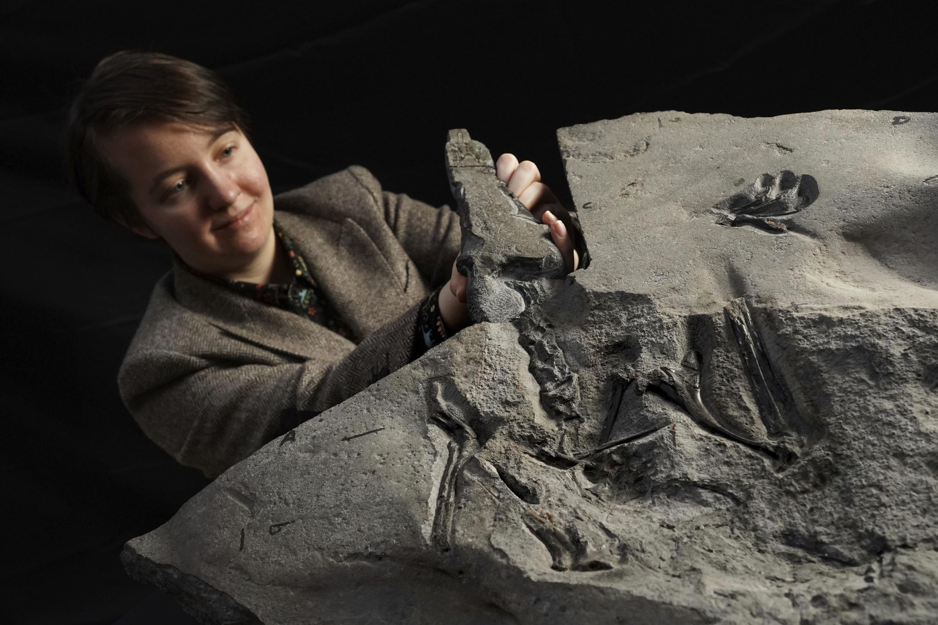 'Superbly preserved' pterosaur fossil unearthed in Scotland | AP News