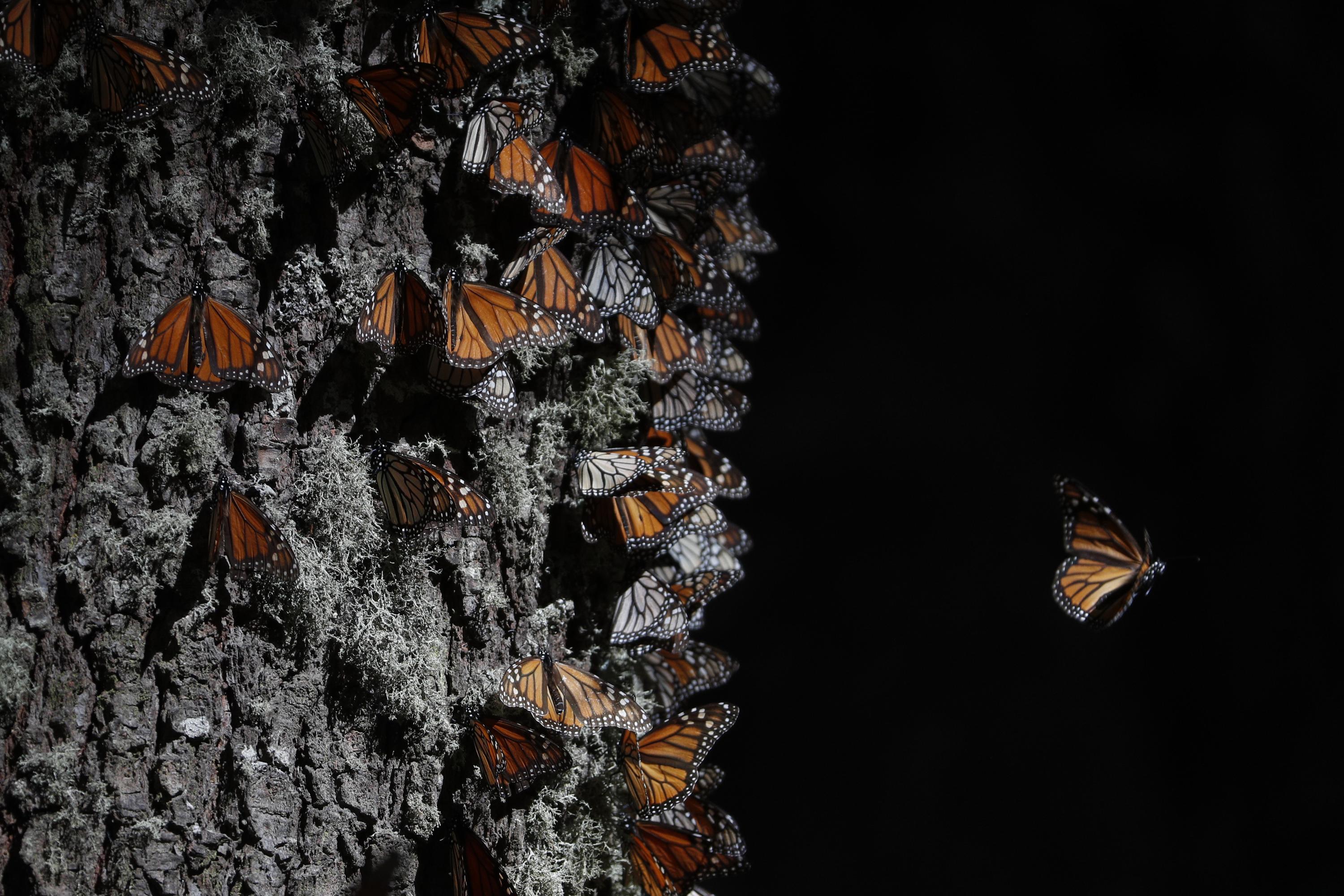 Monarch butterflies return to Mexico on annual migration | AP News