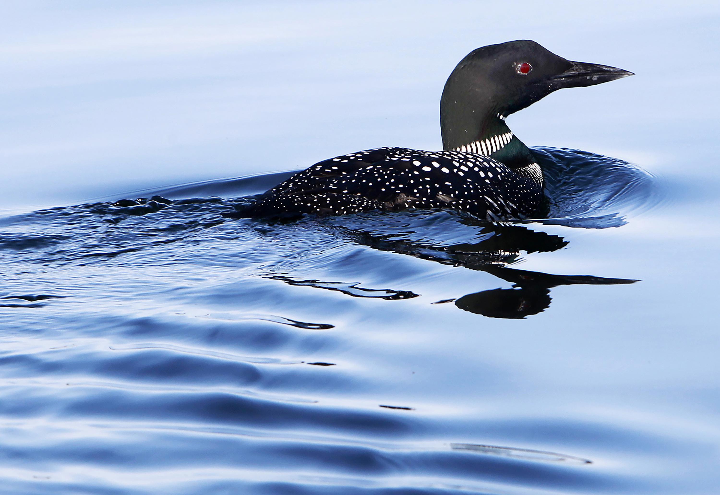 Loon counts show more growth in New Hampshire, Vermont | AP News