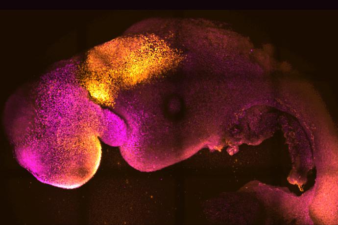 Scientists use stem cells to create synthetic mouse embryos | AP News