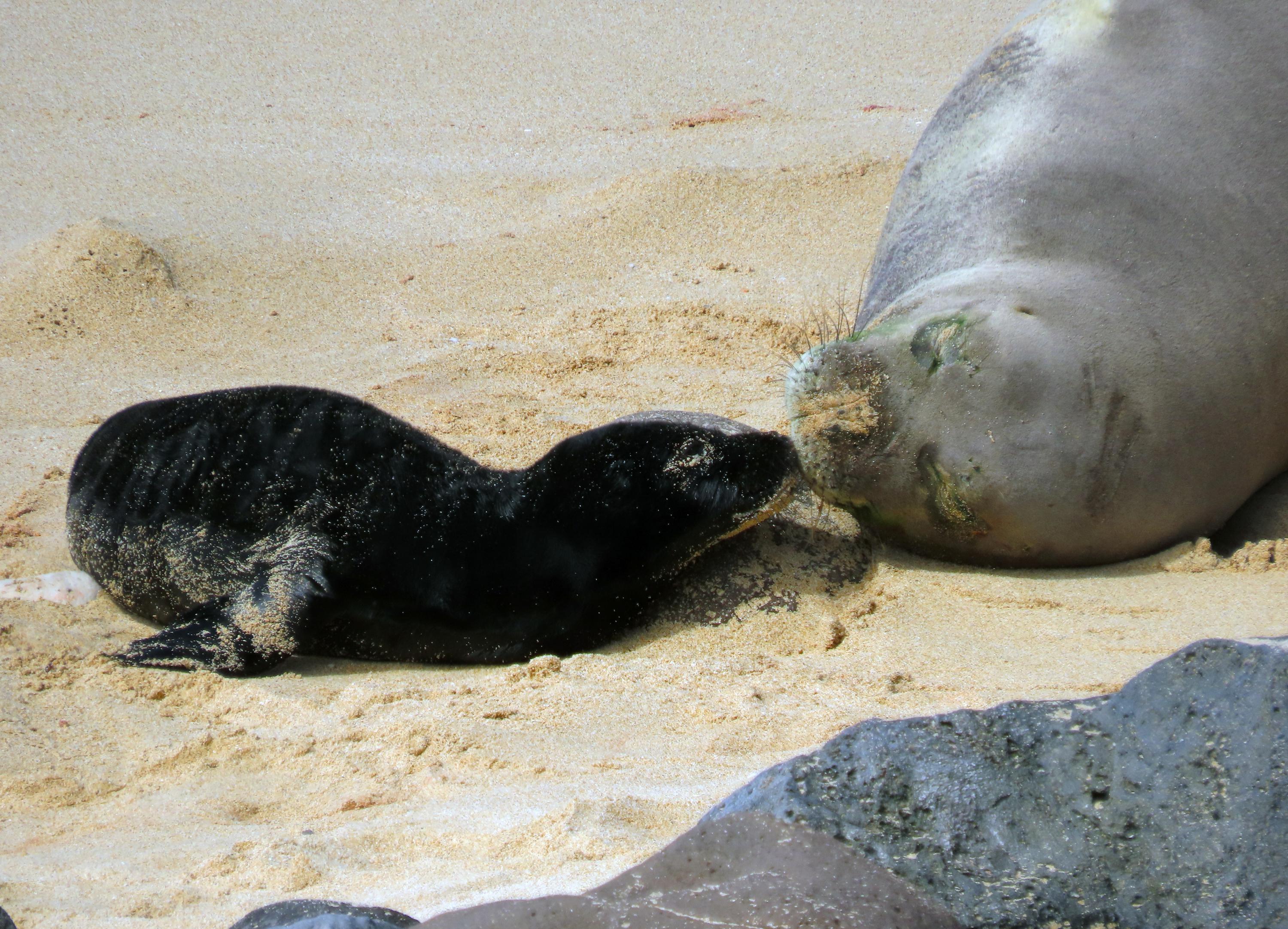 Birth of endangered Hawaiian monk seal caught on camera | AP News