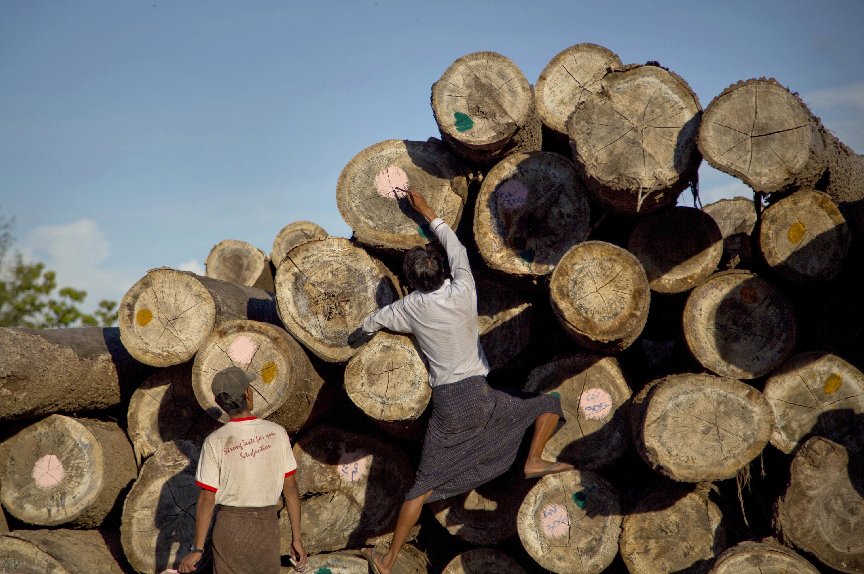 Trade data: Myanmar teak exports helping fund military rule | AP News