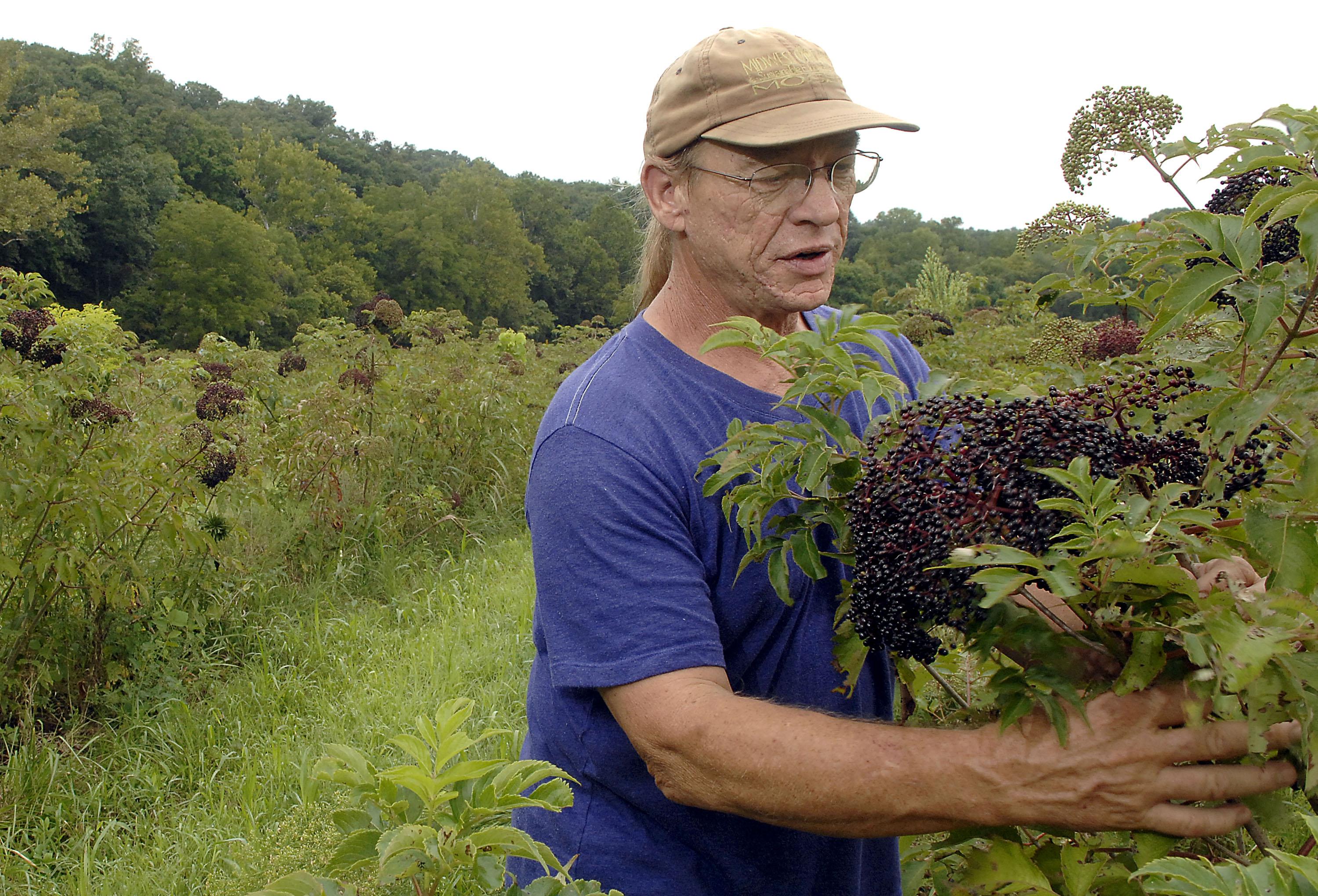 Missouri farmers look to boost US elderberry crop | AP News