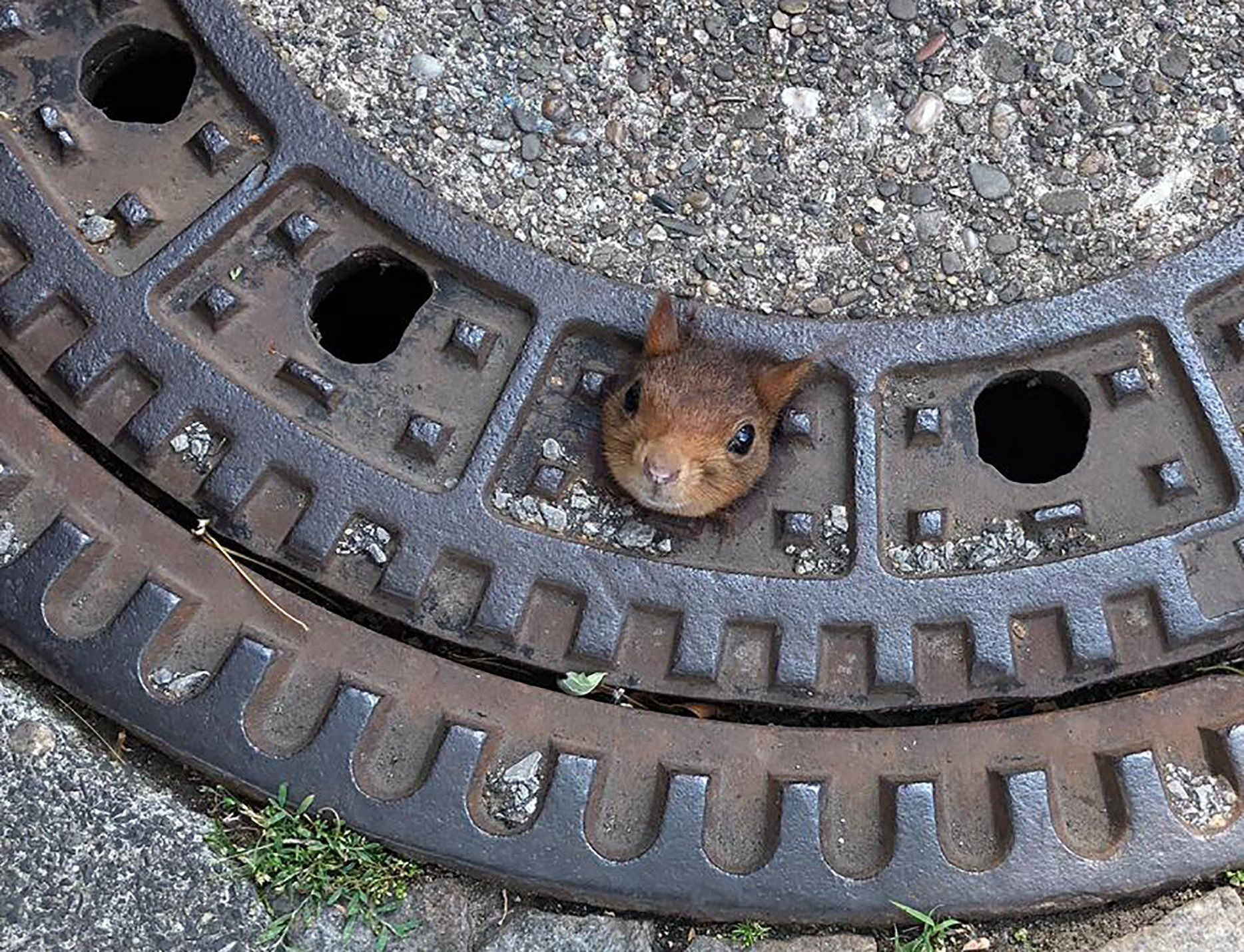 German firefighters rescue squirrel stuck in manhole cover | AP News