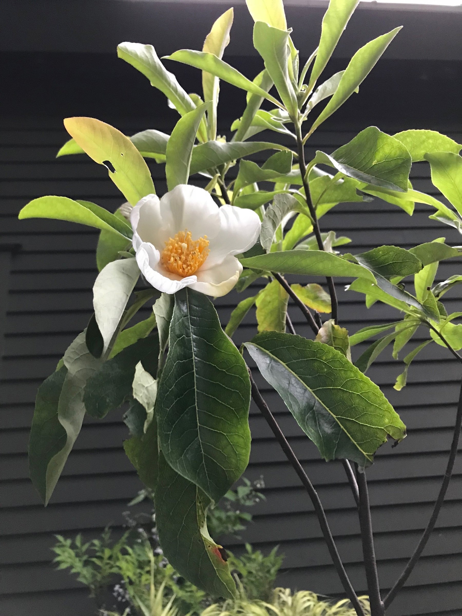 Franklinia: a tree with history and beauty | AP News