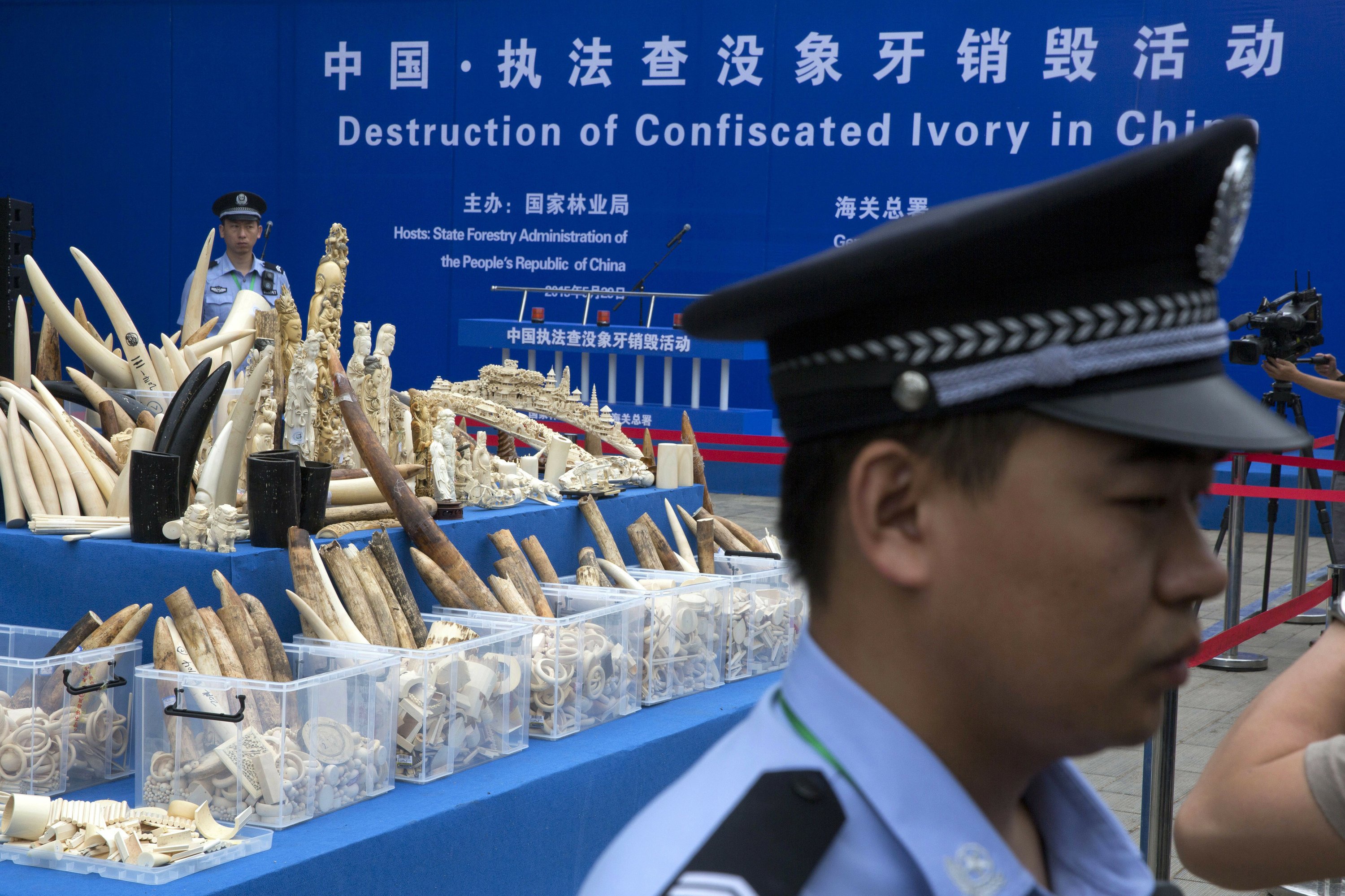 Watchdog says Chinese town is major ivory smuggling hub | AP News