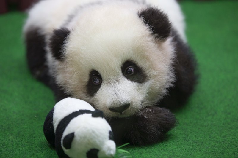 Baby panda born in Malaysia zoo makes public debut
