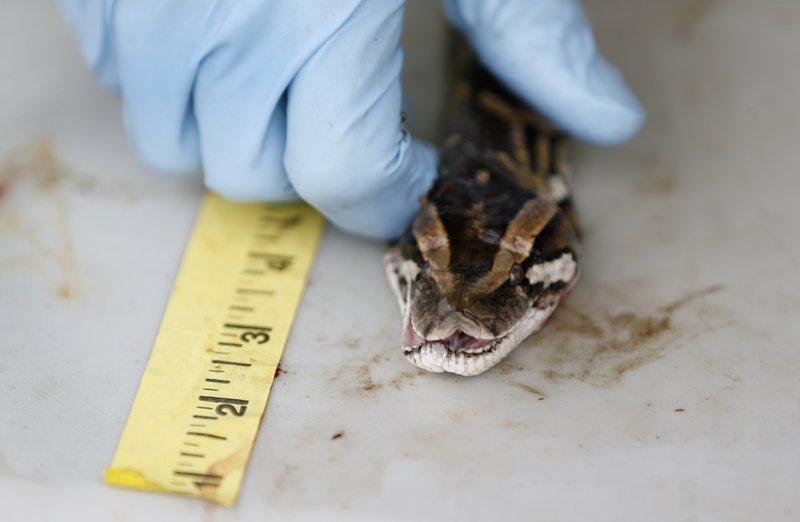 Florida marks milestone in Everglades python control program | KONK Life