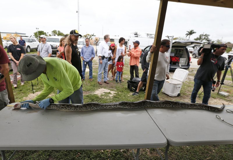 Florida marks milestone in Everglades python control program | KONK Life
