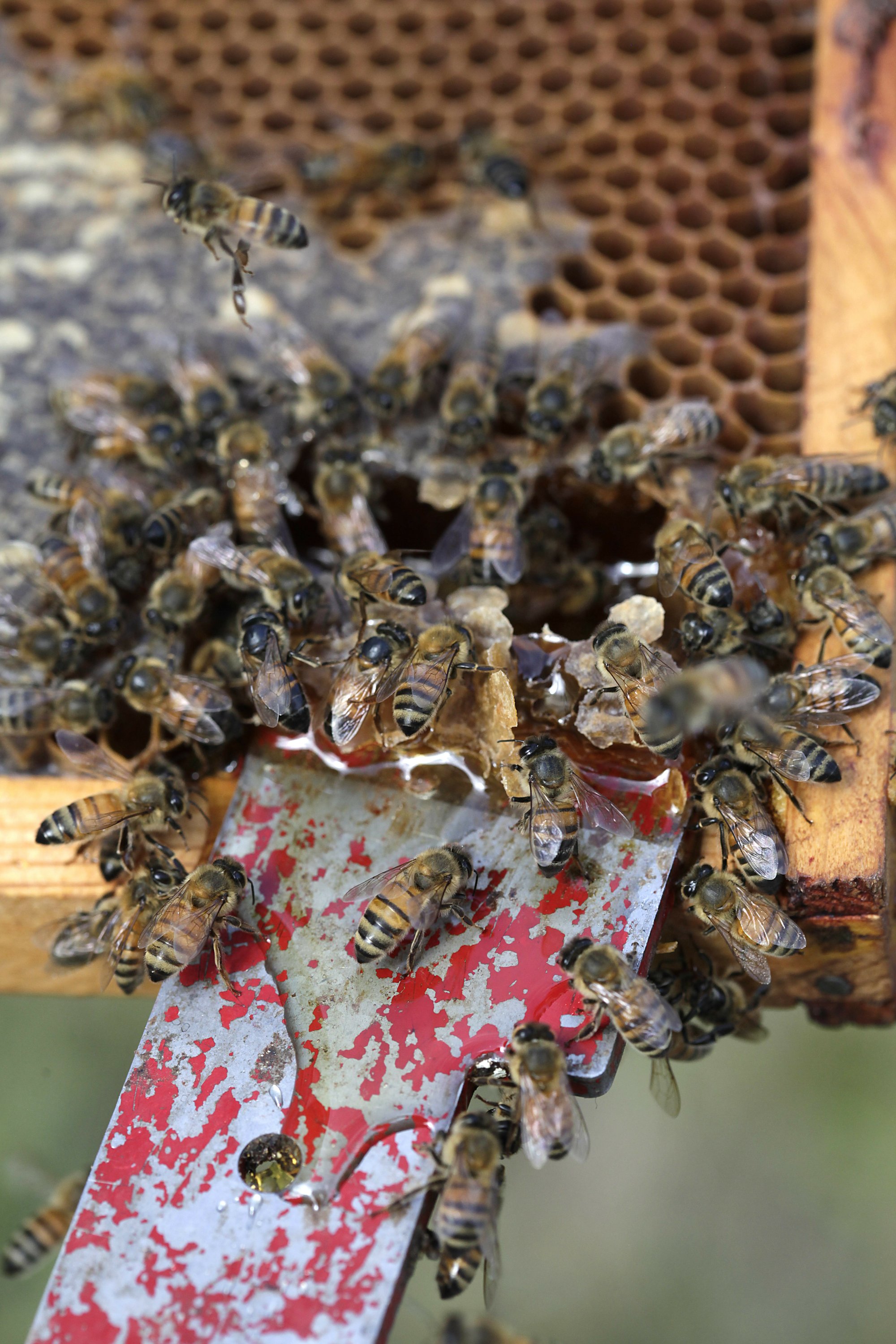 How woman crafts honey from the hives of local bees | AP News