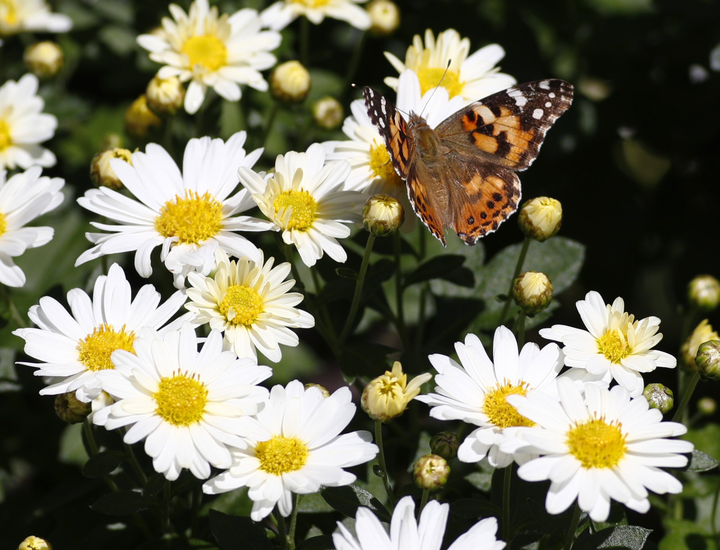 Massive wave of butterflies lights up Denver weather radar | AP News