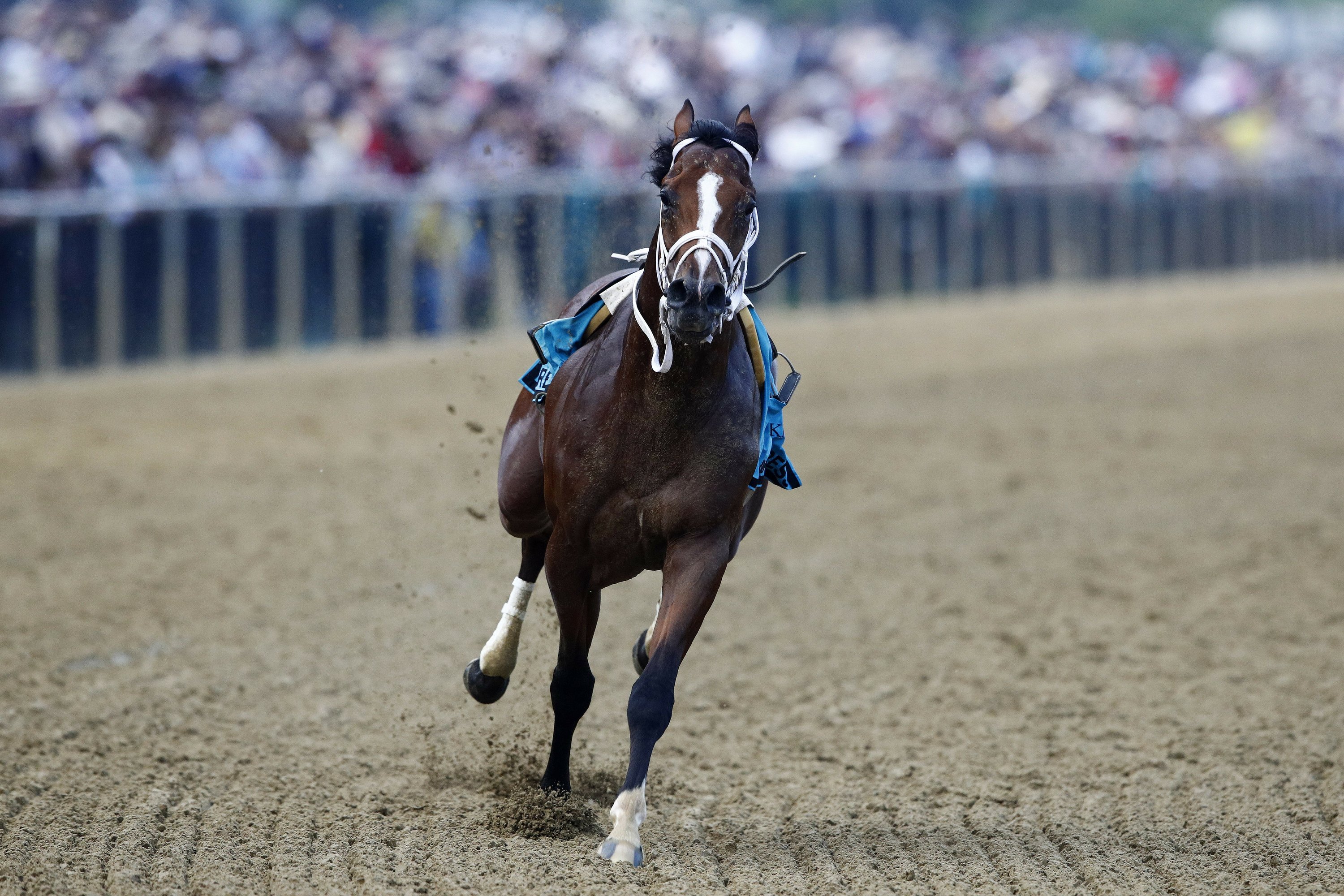 War of Will wins Preakness featuring riderless running horse | AP News