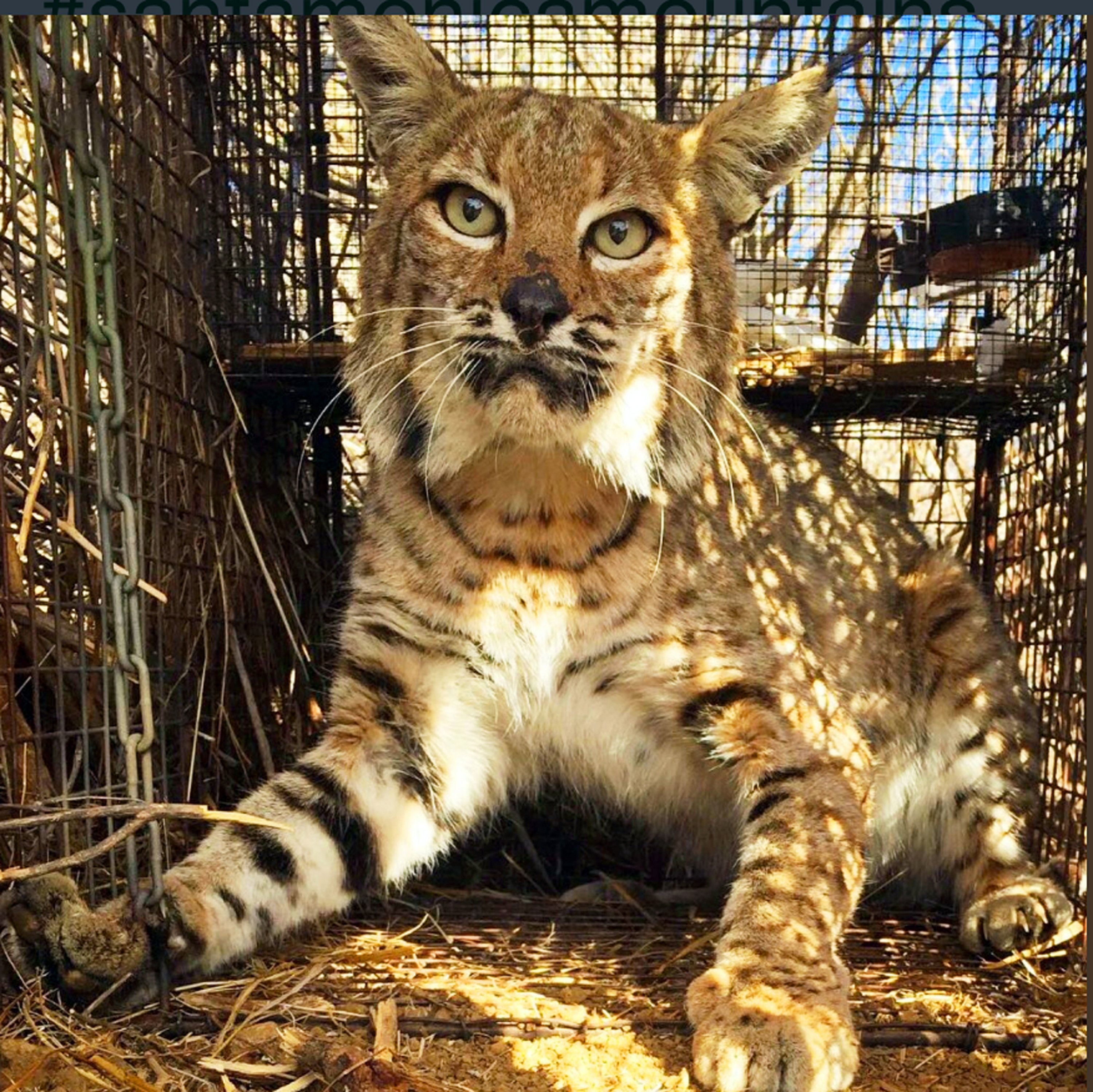 Bobcat killed by car after surviving California wildfire | AP News